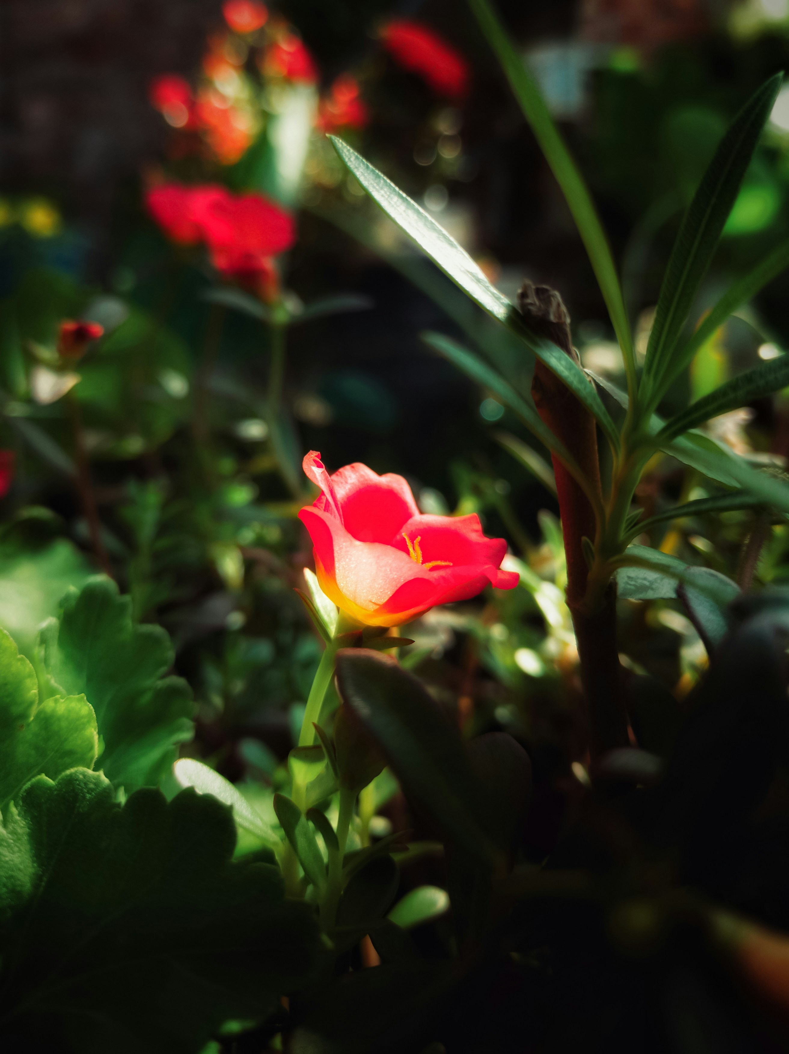 A vibrant red flower blooms under a spotlight of natural sun, contrasting sharply against a dark, moody garden background.