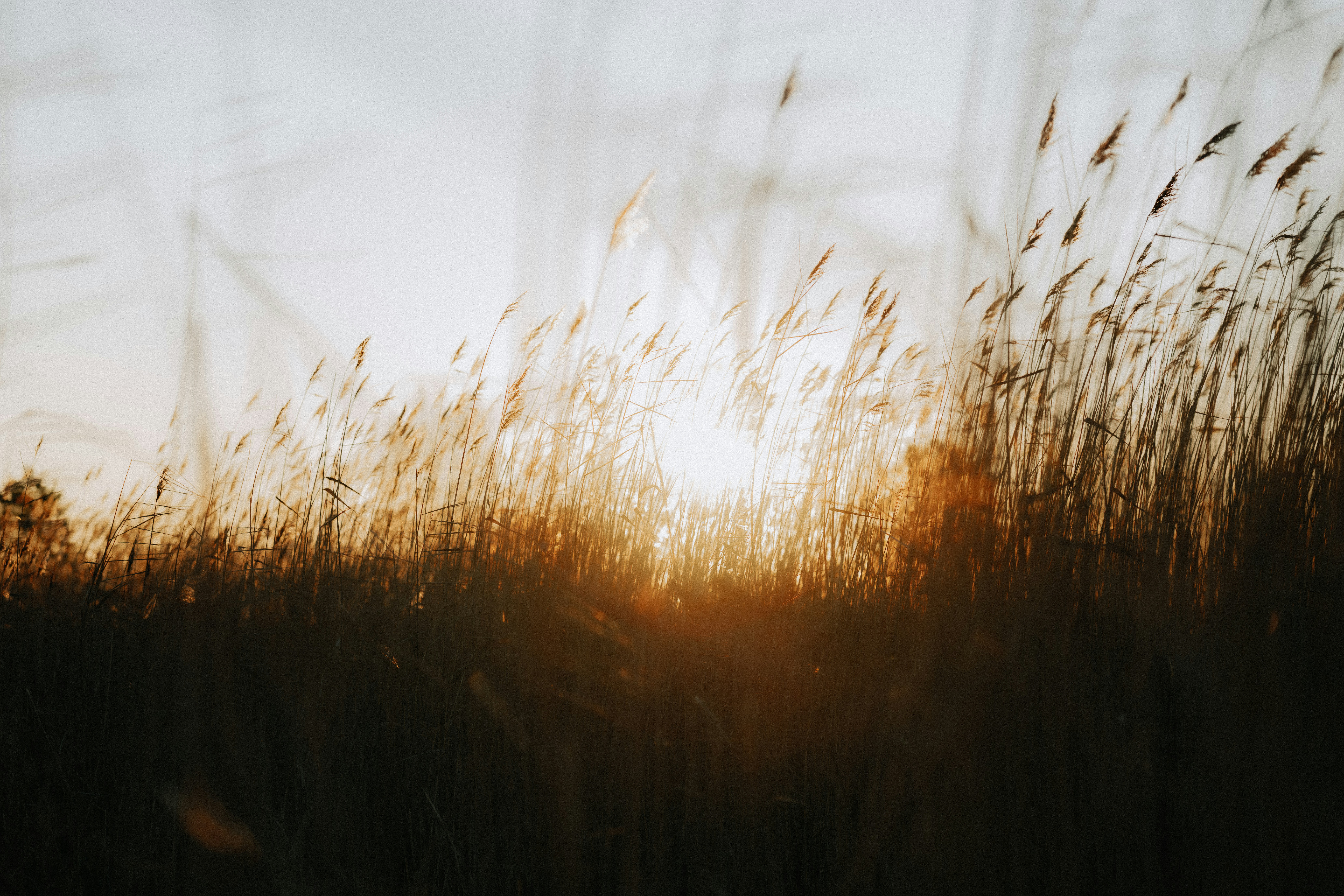 Tall grass silhouetted against the setting sun. photo – Free Sunset ...