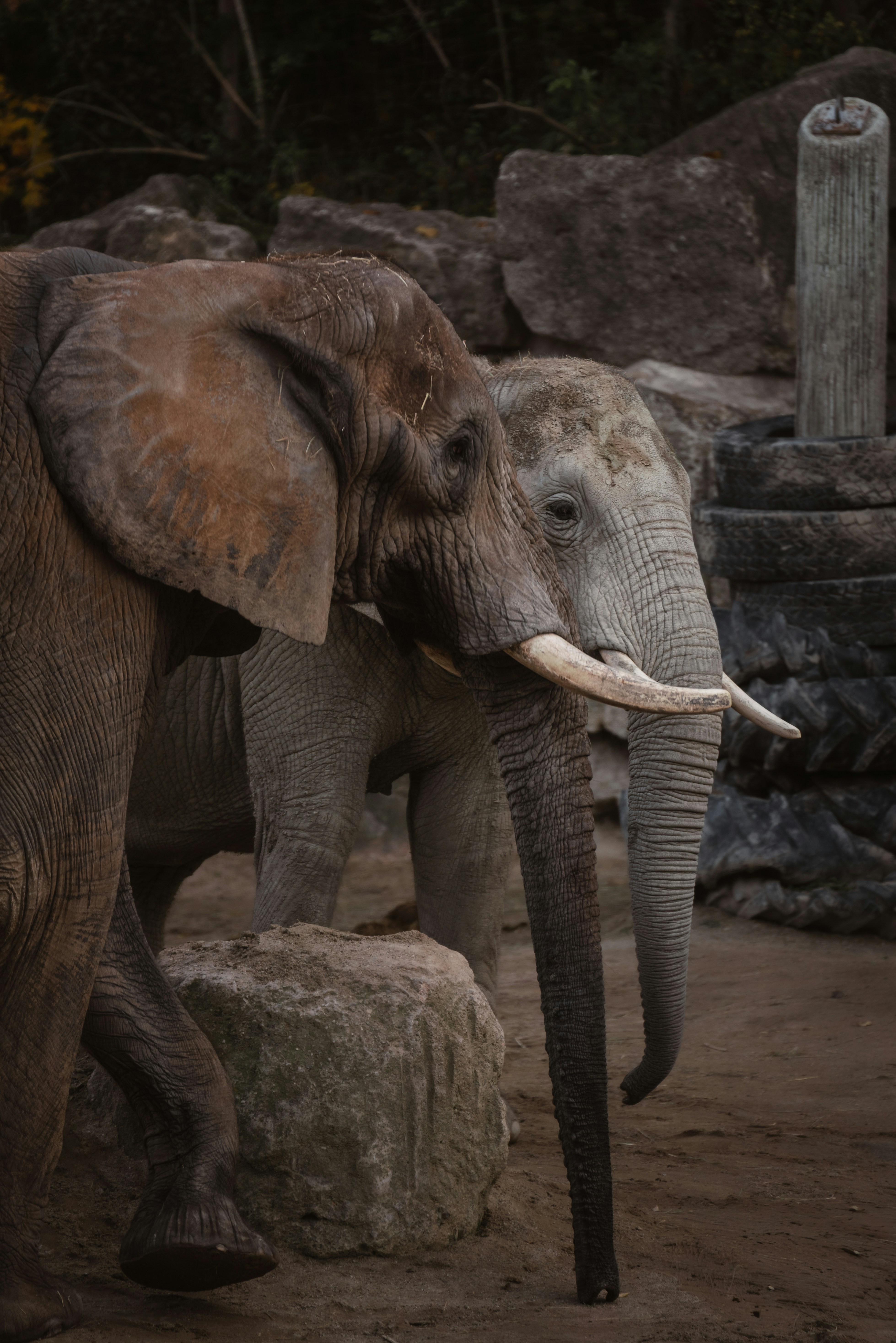 Two Gentle Giants: A Close-Up of Protective Elephants