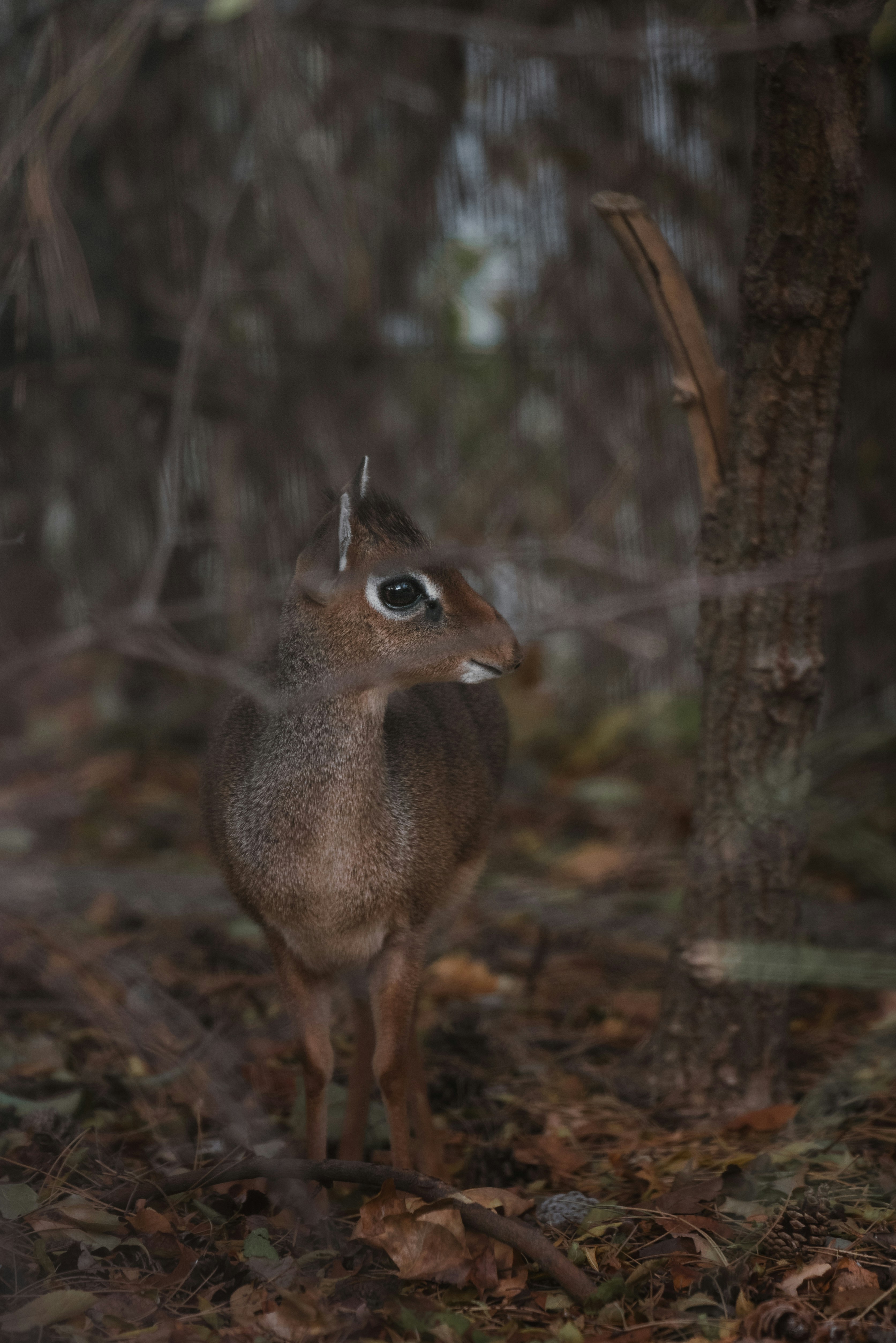 A Moment at Forest Edge: Dusky Abert's Gaze