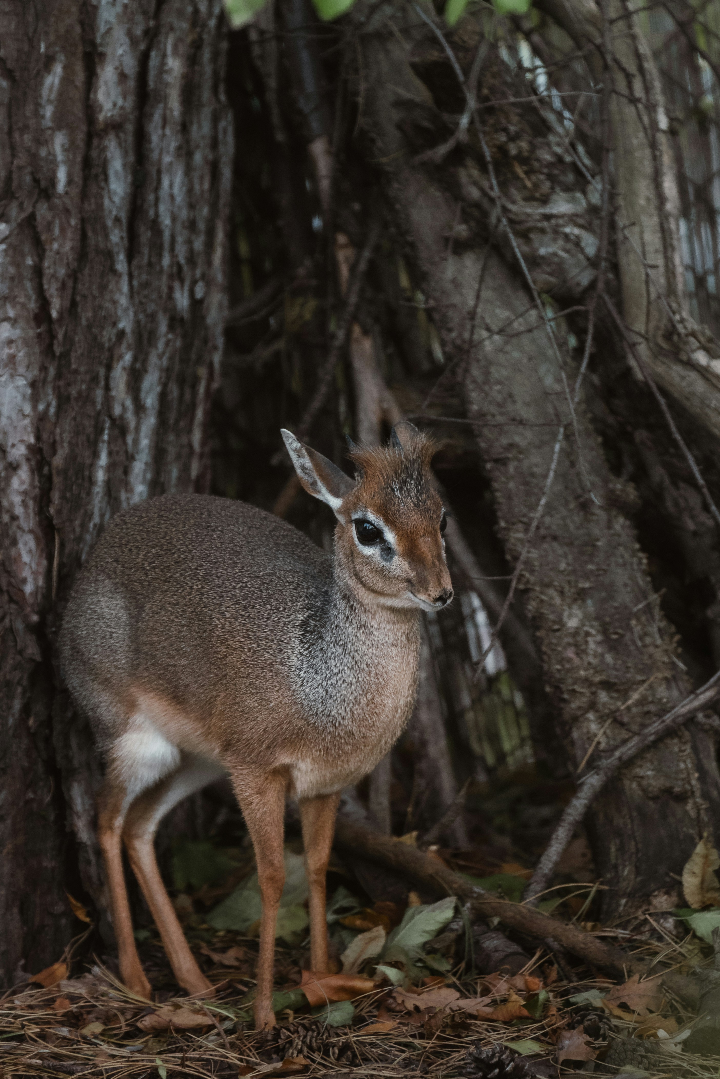 Whiskered Scout Beneath the Roots