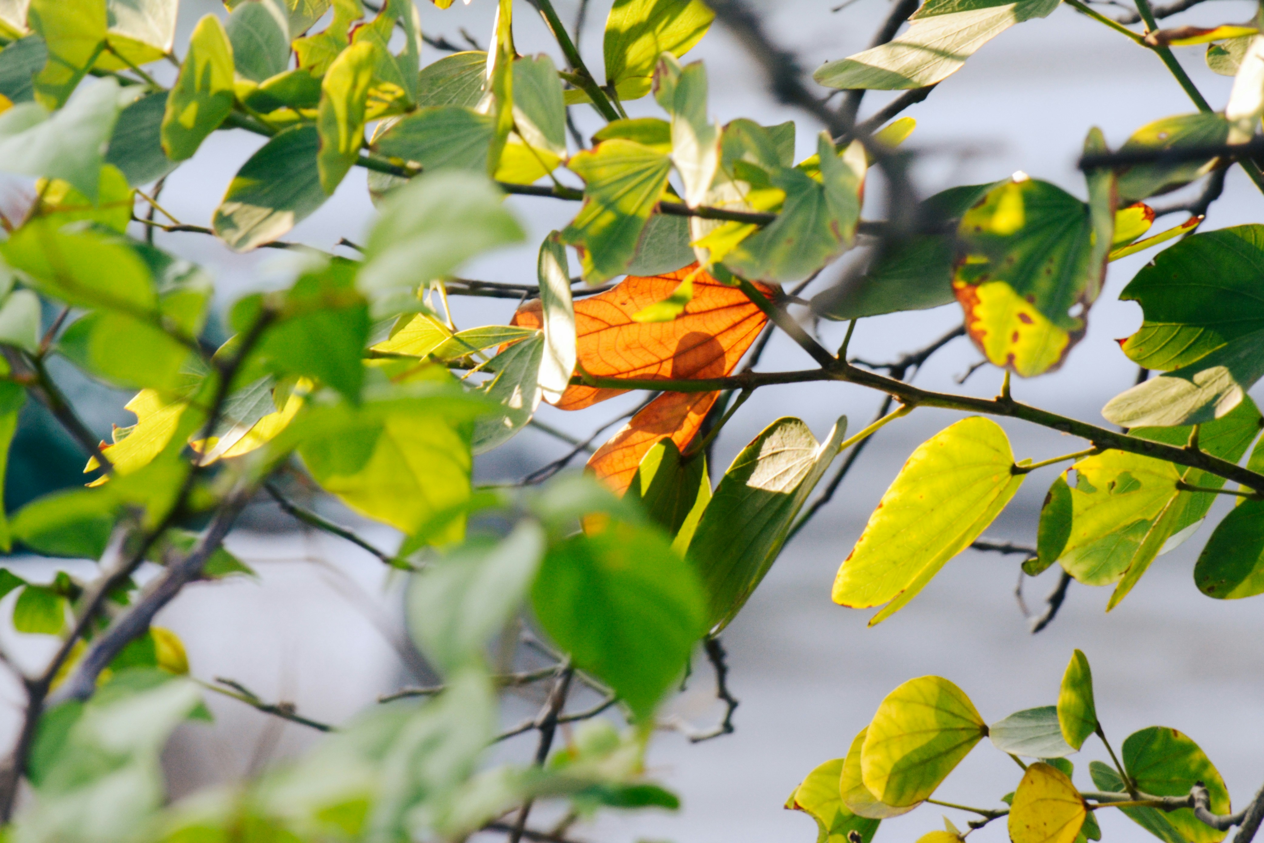 Emerald Canopy with a Single Orange Leaf in Focus