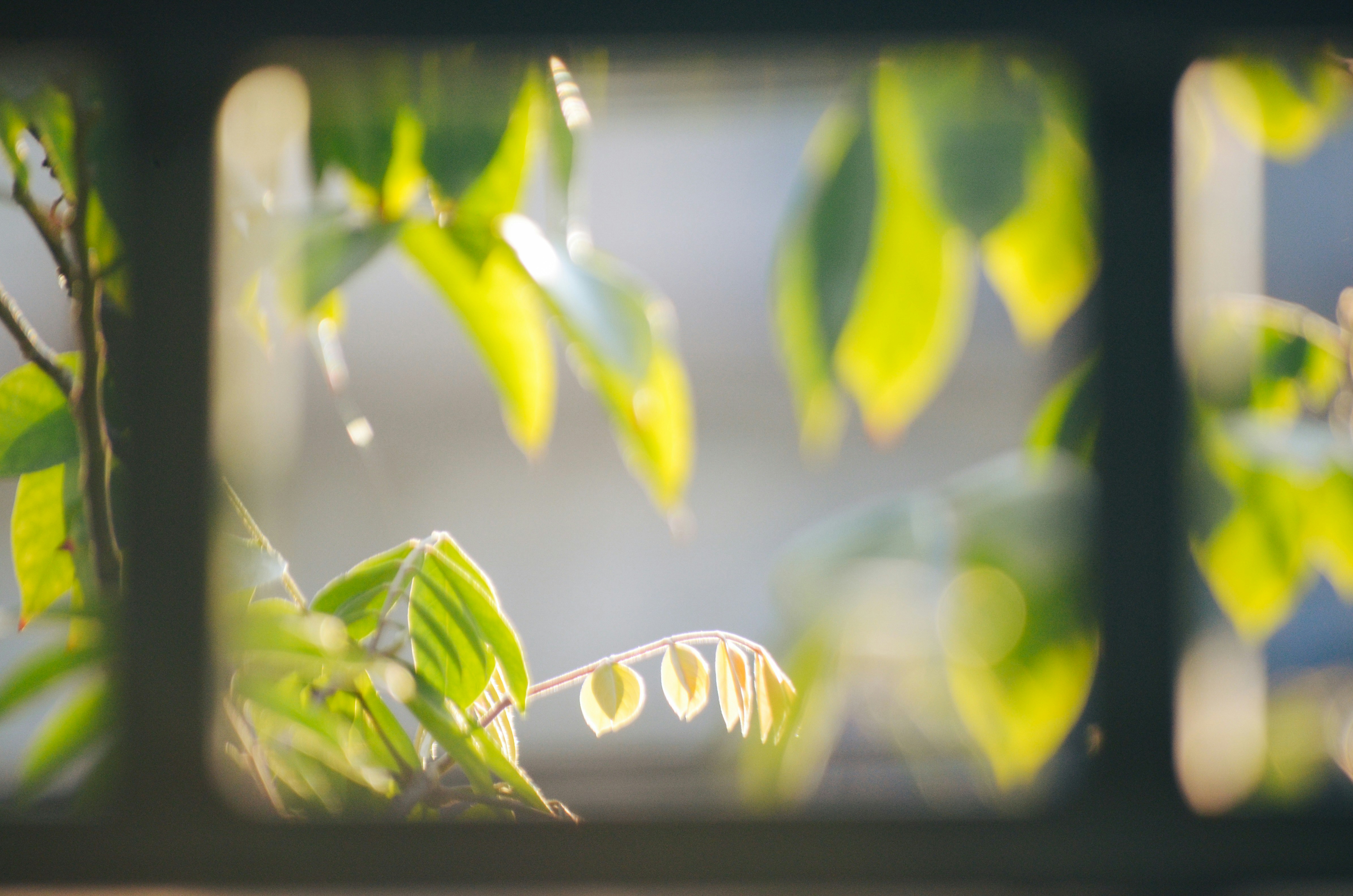 Sunlit Foliage Framed by Window Grilles