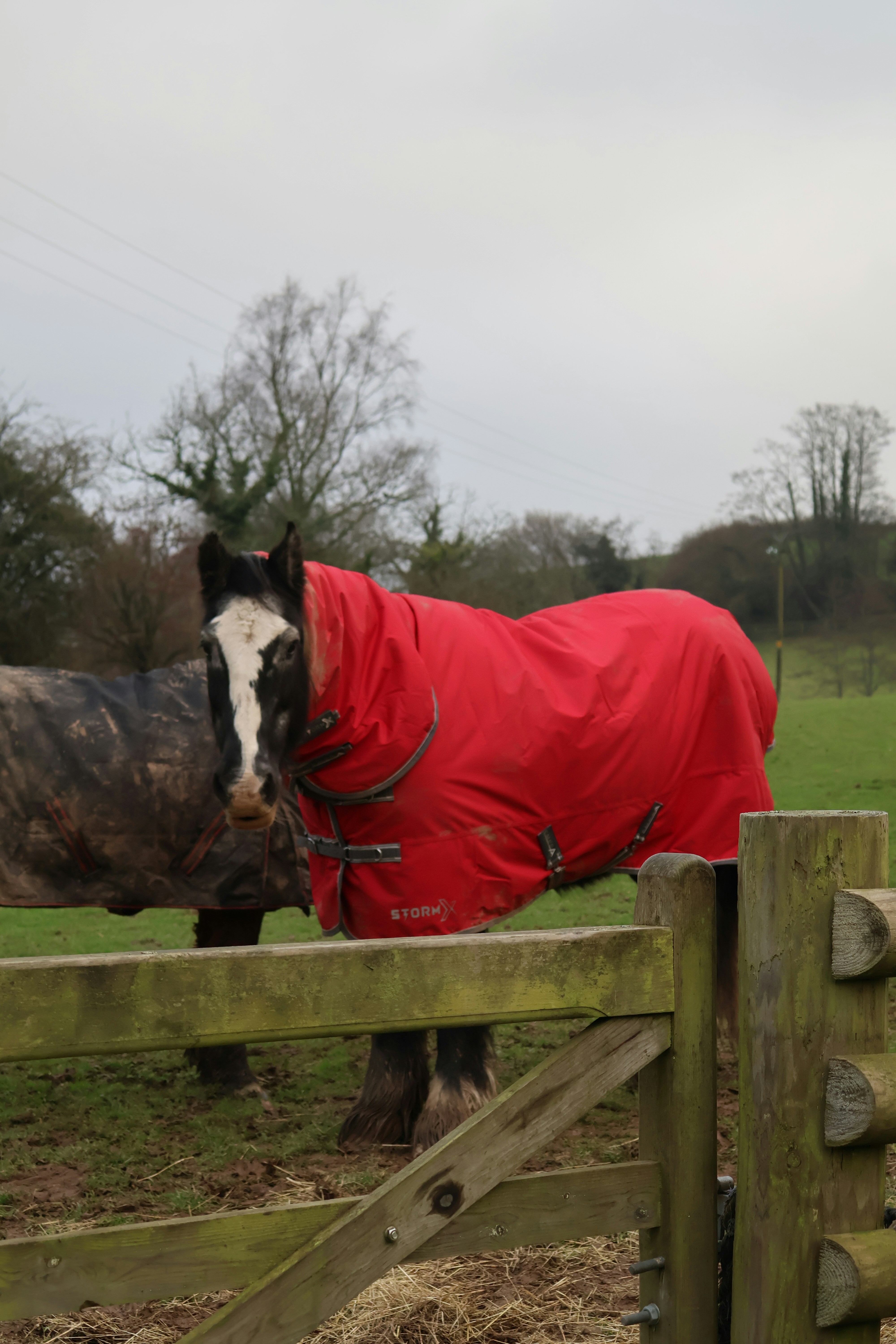 Red-coated horse at a rural fence line in soft daylight