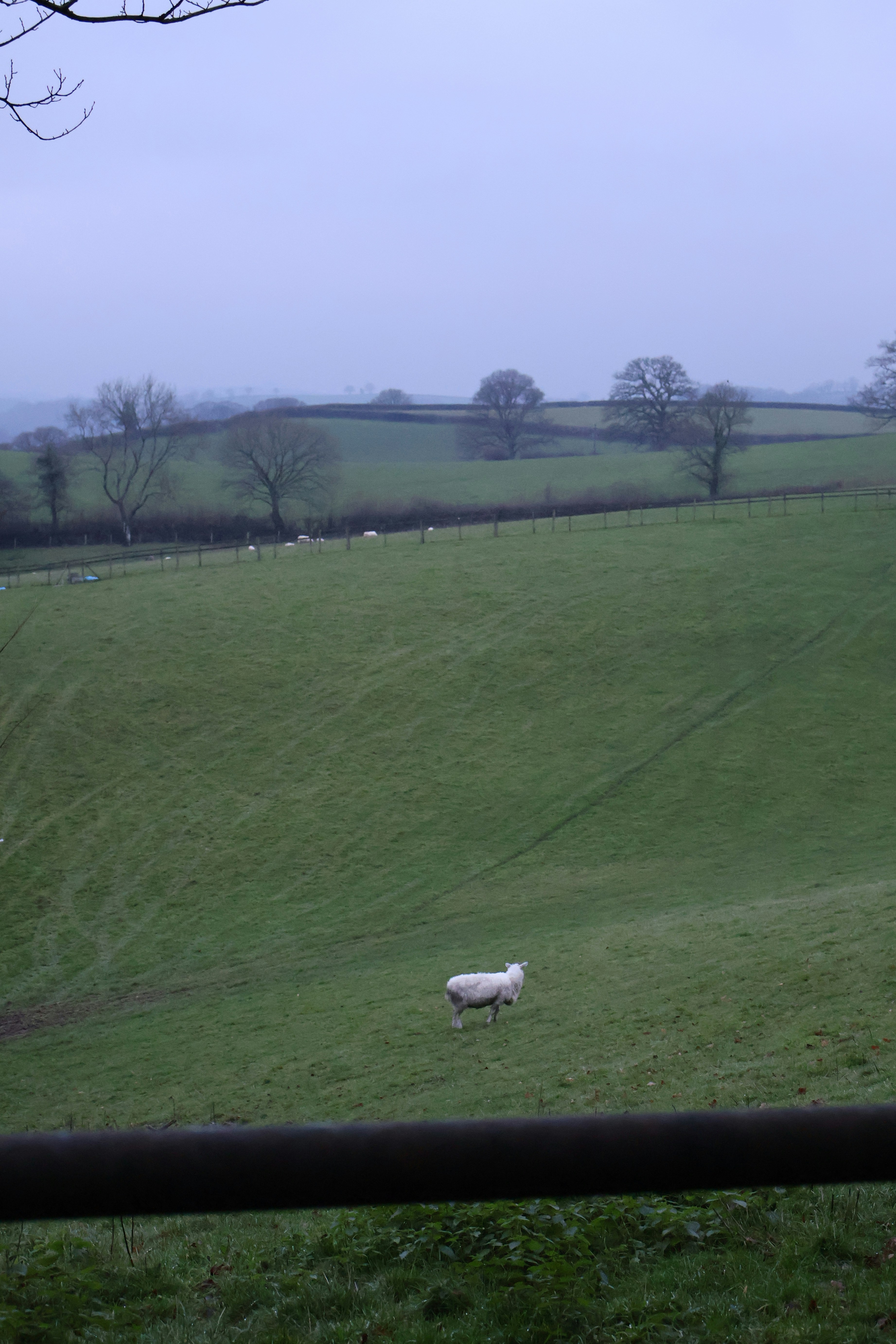 Pasture Sentinel: lone sheep in rolling Hedgerow Hills