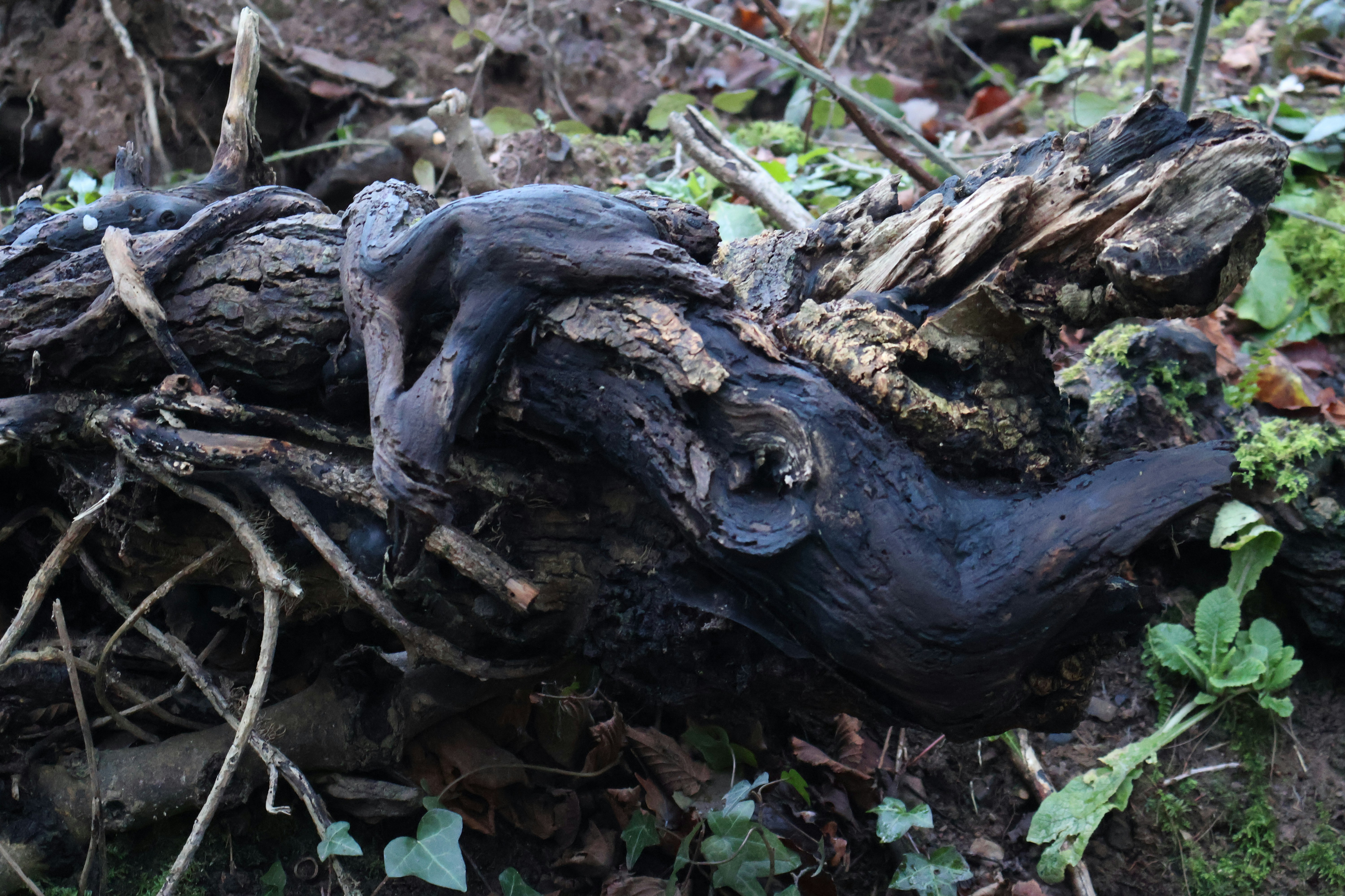 A dark, gnarled tree stump with moss and leaves. photo – Free Forest ...