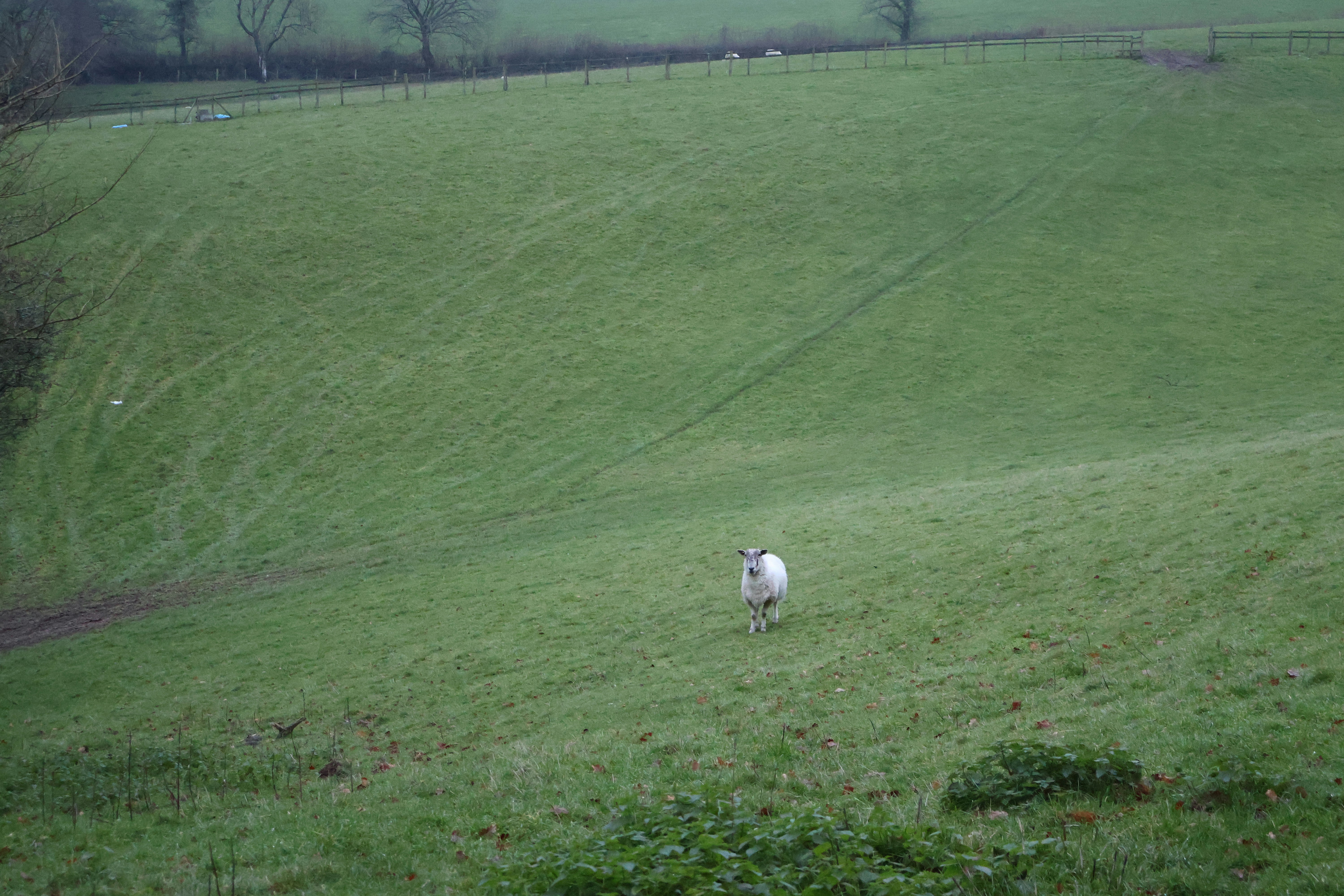  solitary white cow on rolling green pasture as hills recede