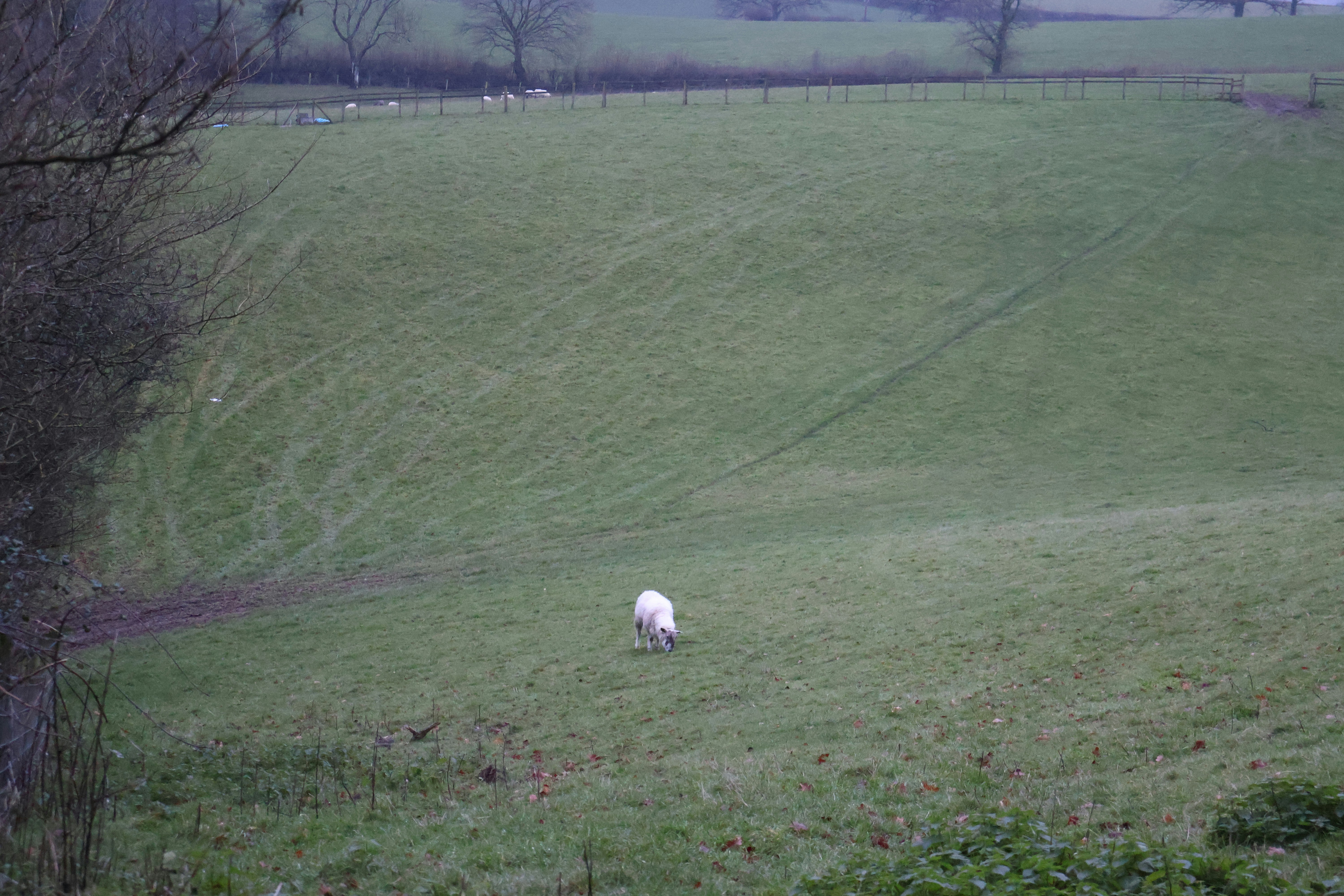Lone Sheep in a Verdant Valley