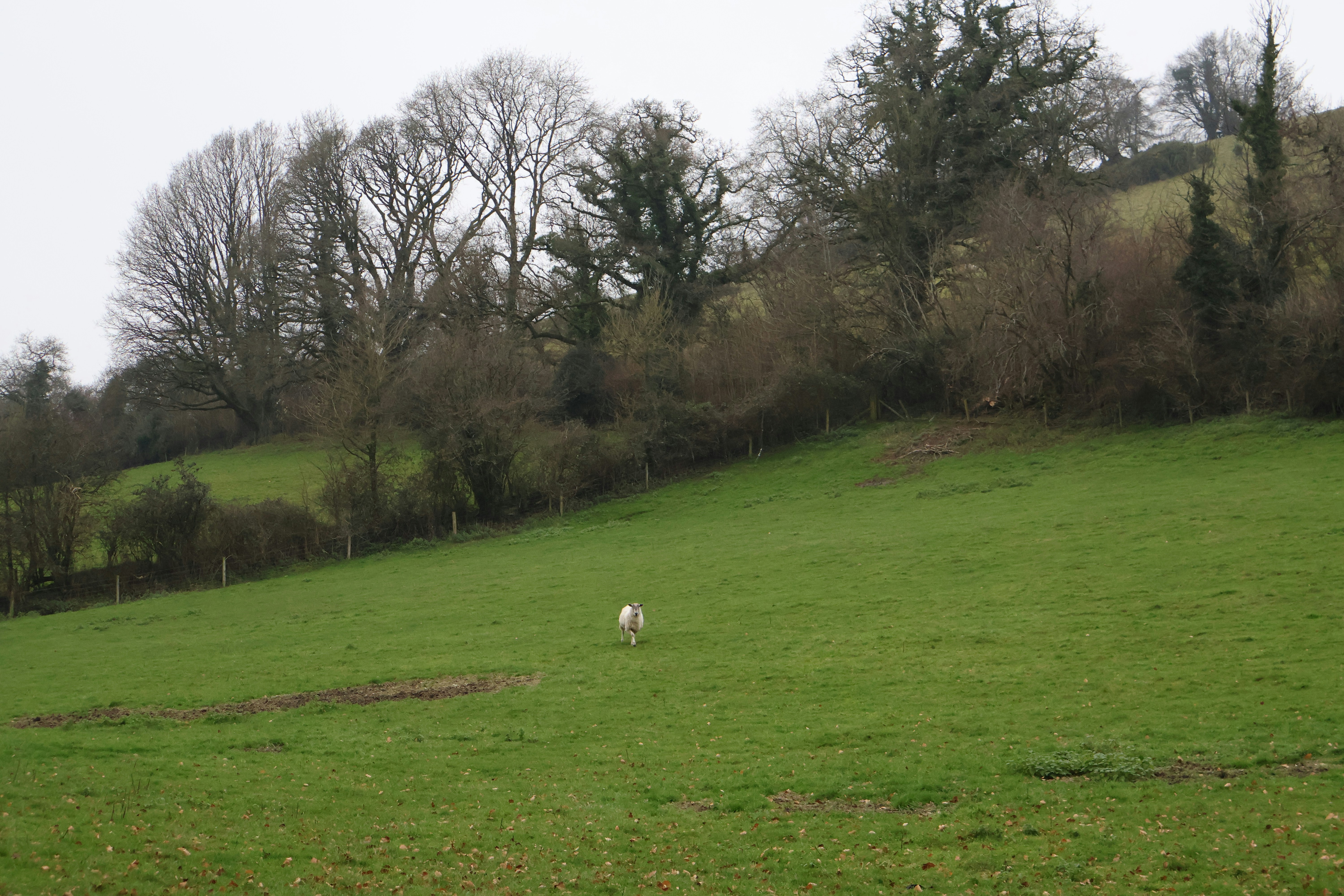 Pasture Sentinel: Lone Horse Beneath a Quiet Orchard Hill