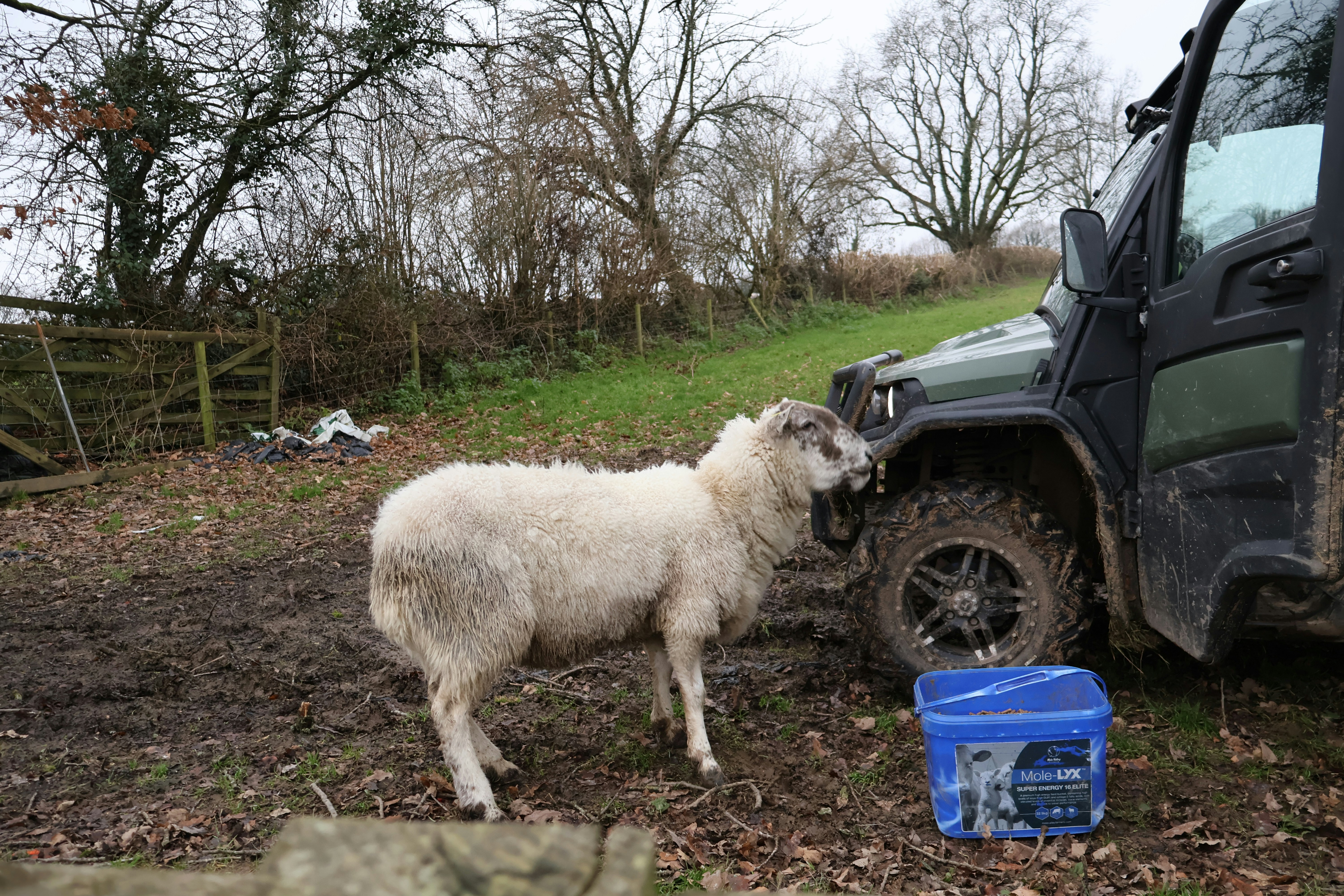 Sheep and muddy pickup: a quiet farm moment by the off-road truck