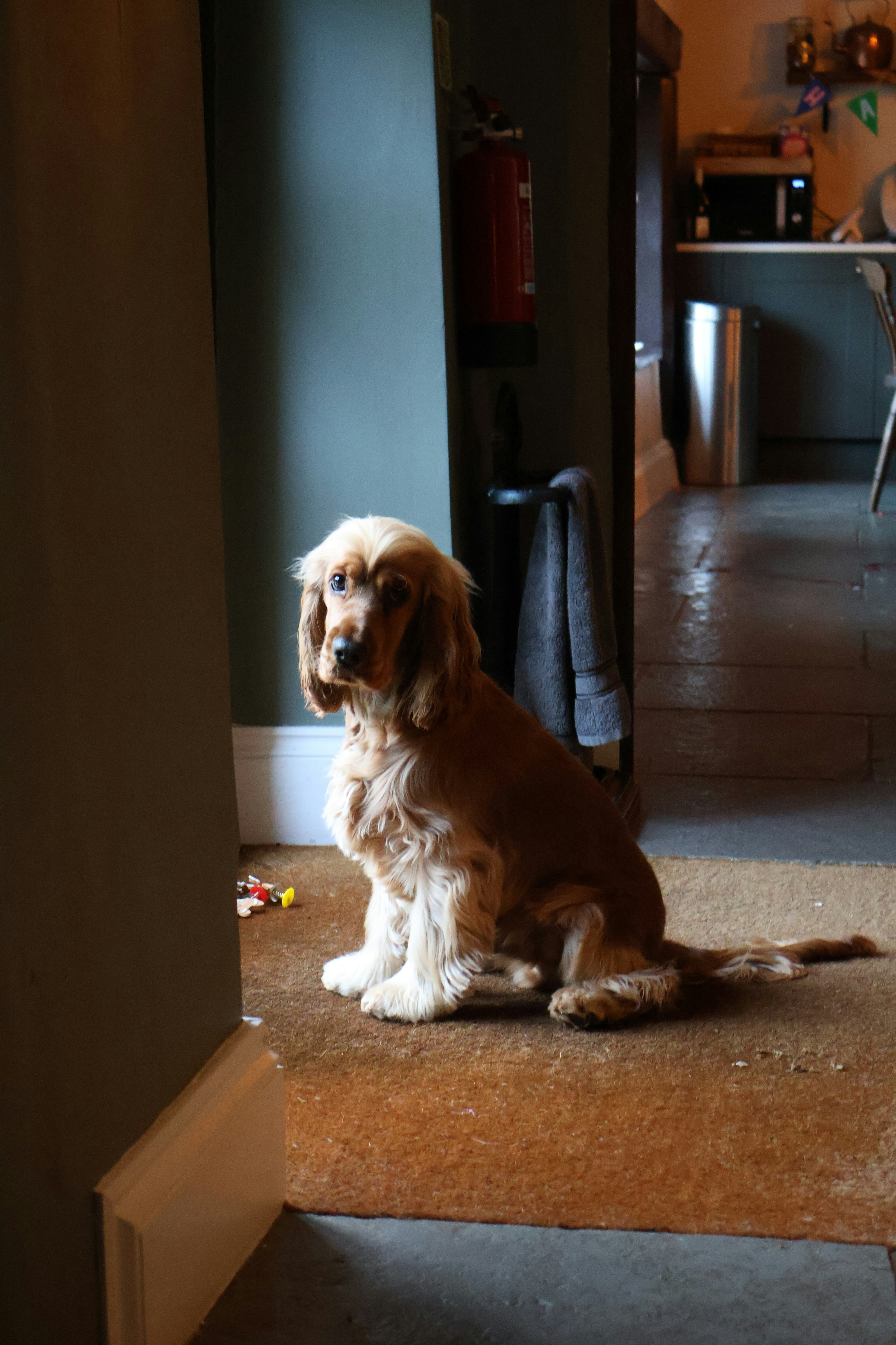 Golden Retriever Found: A Quiet Reminder in a Hallway