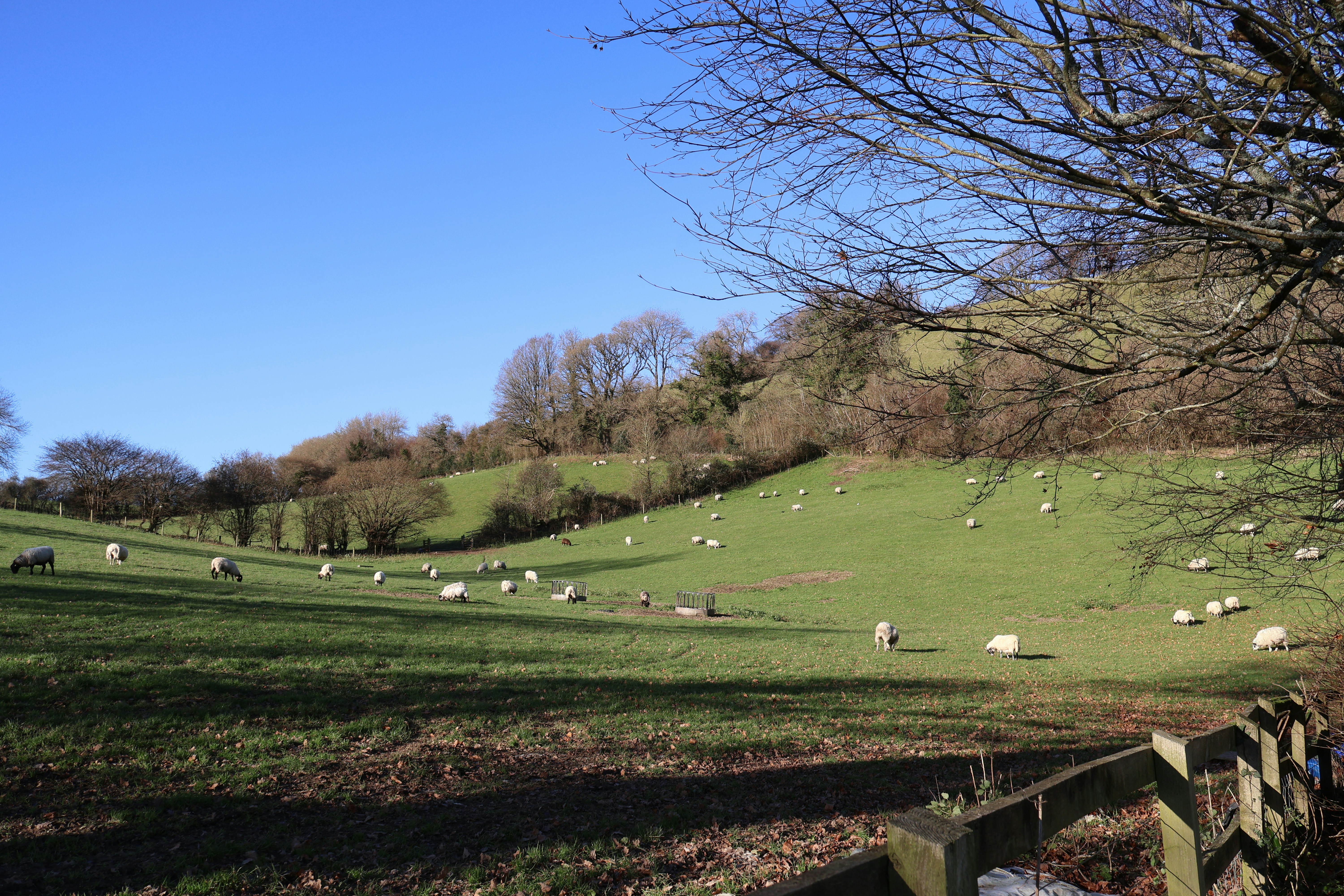 Sunlit Pasture, Grassy Slopes and Grazing Sheep beneath a Clear Blue Sky