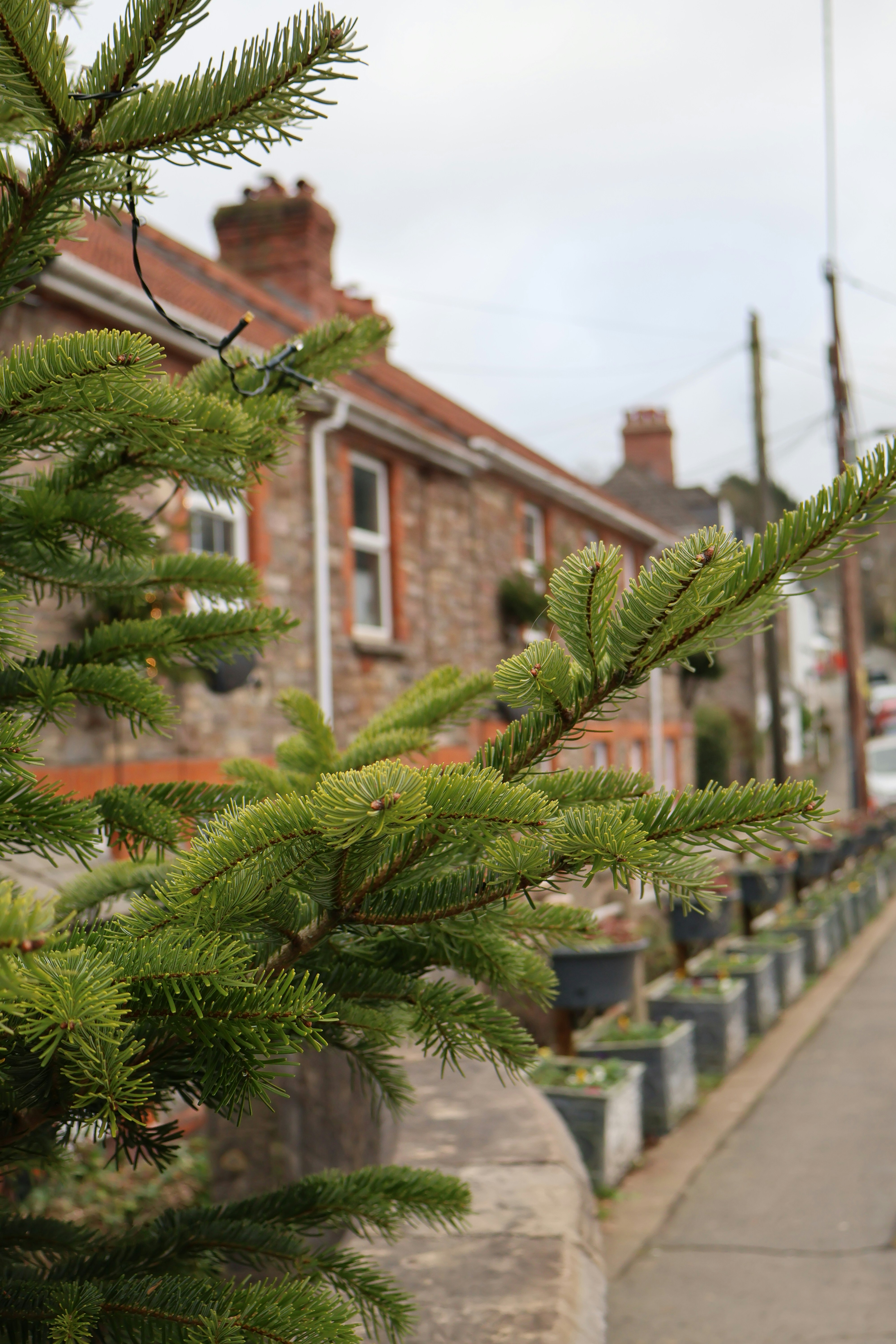 Spruce Fronds Framing a Quiet Row House