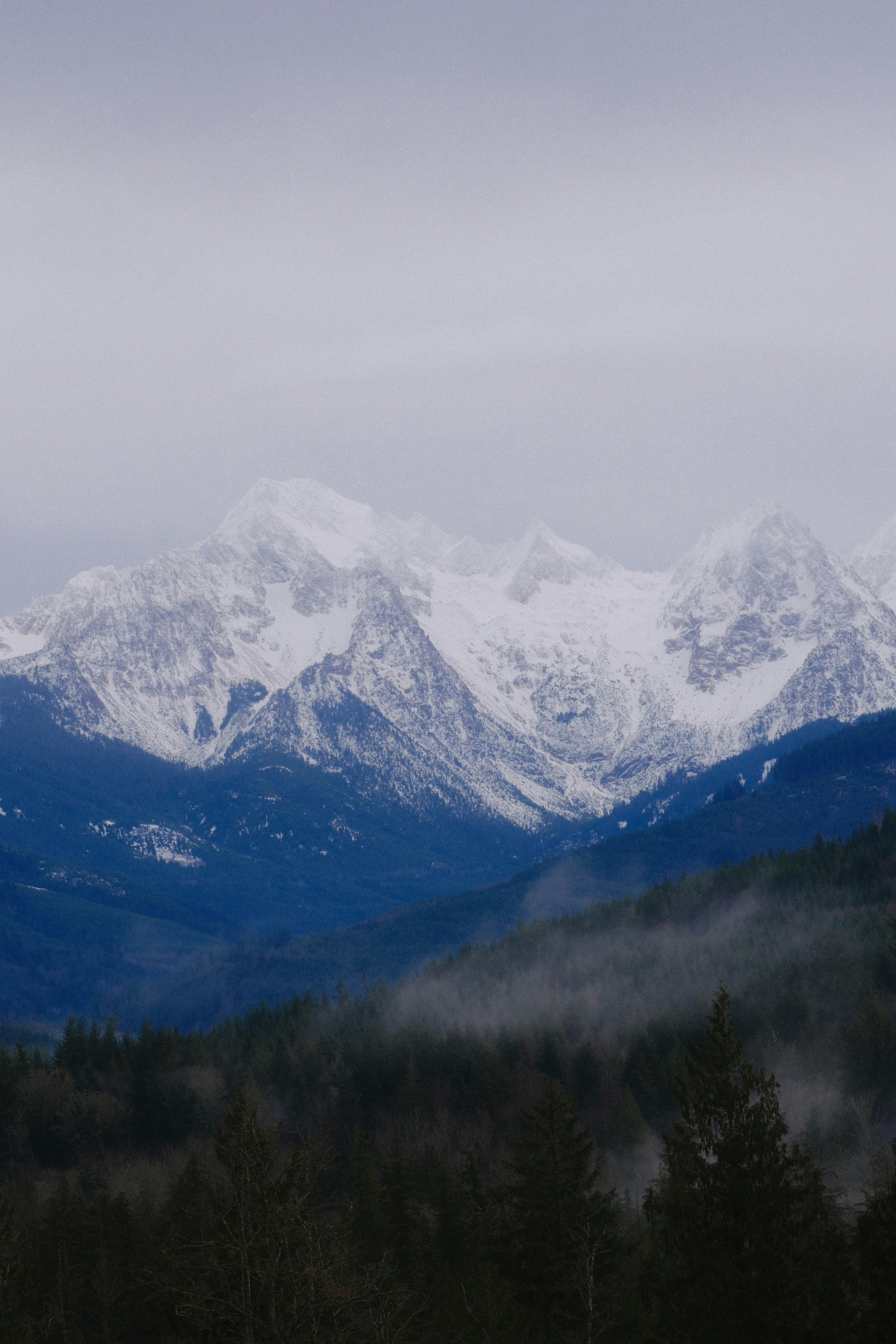 Snowbound Peaks Beyond a Misty Forest