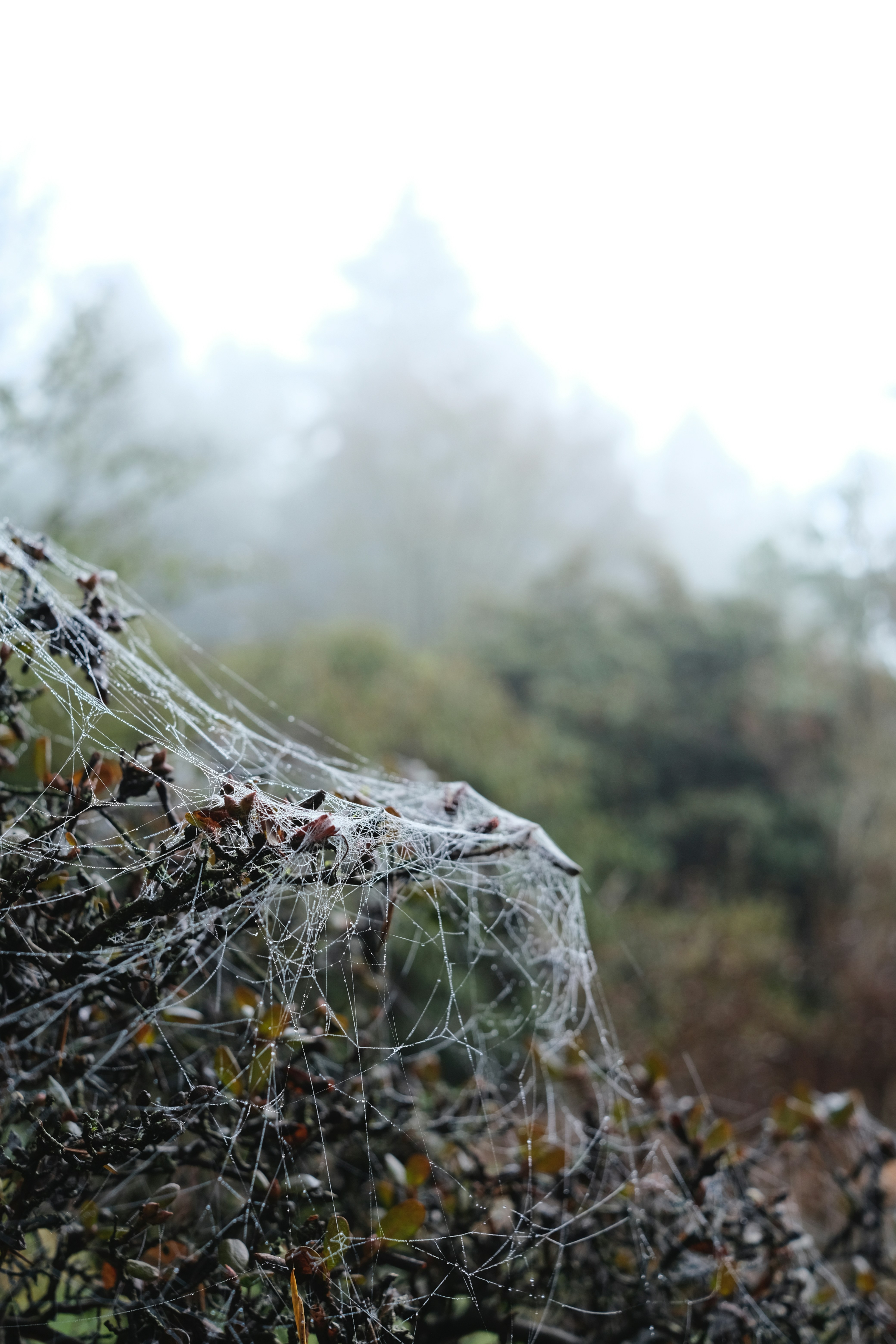 Dawn Frost on Spiderweb Veil