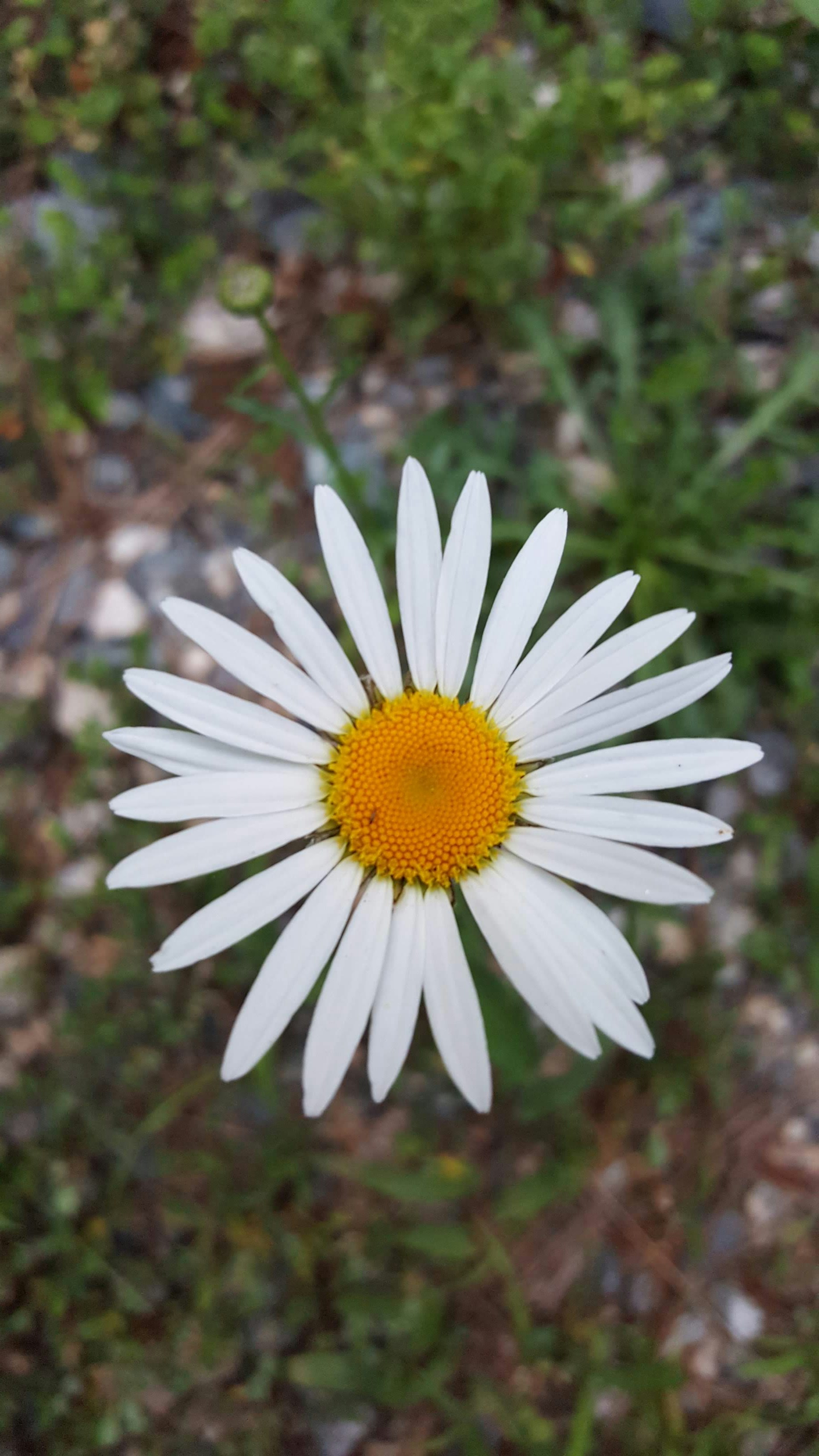 A single daisy with white petals and yellow center.