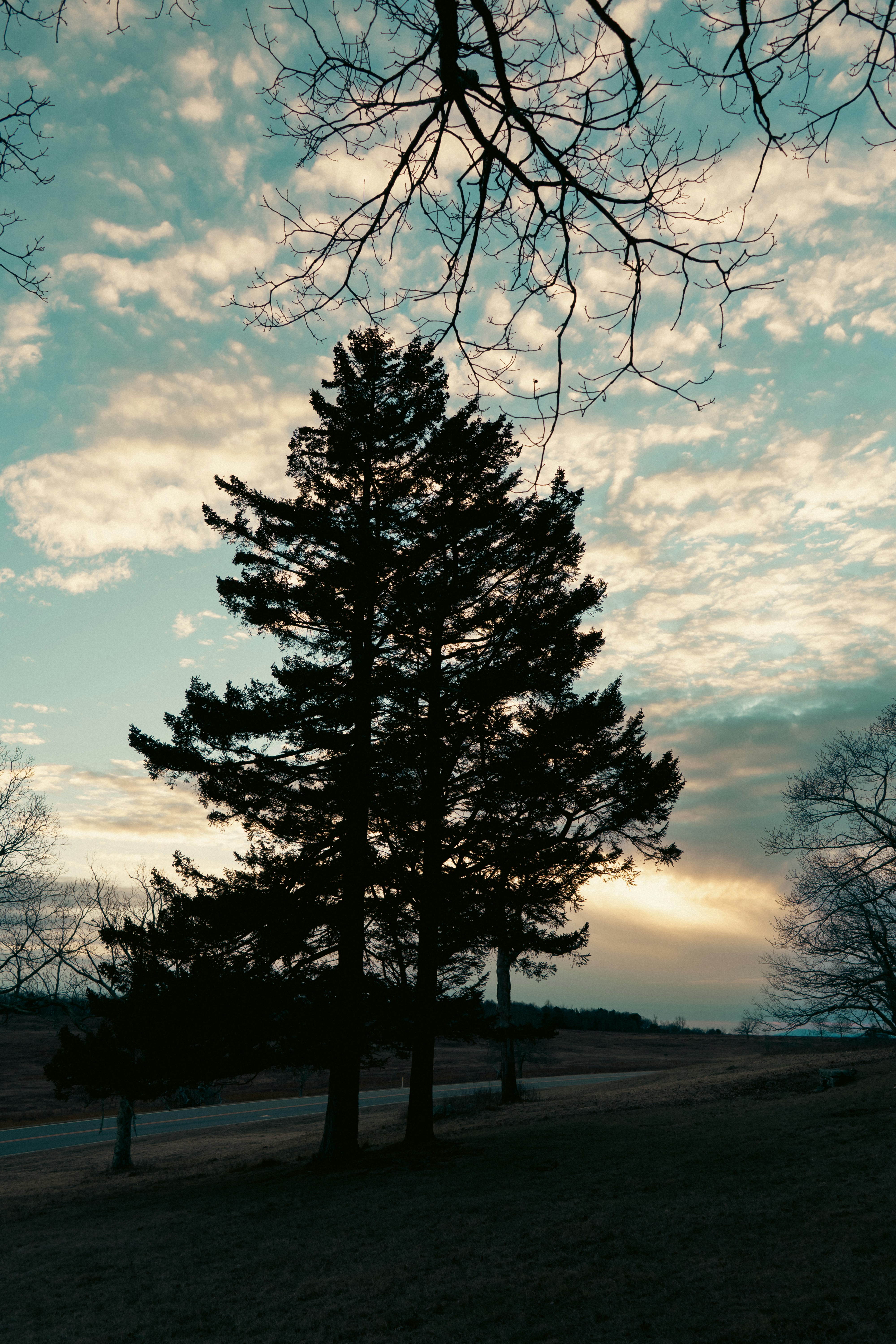 Silhouette of a Lone Pine Against a Dusk Sky