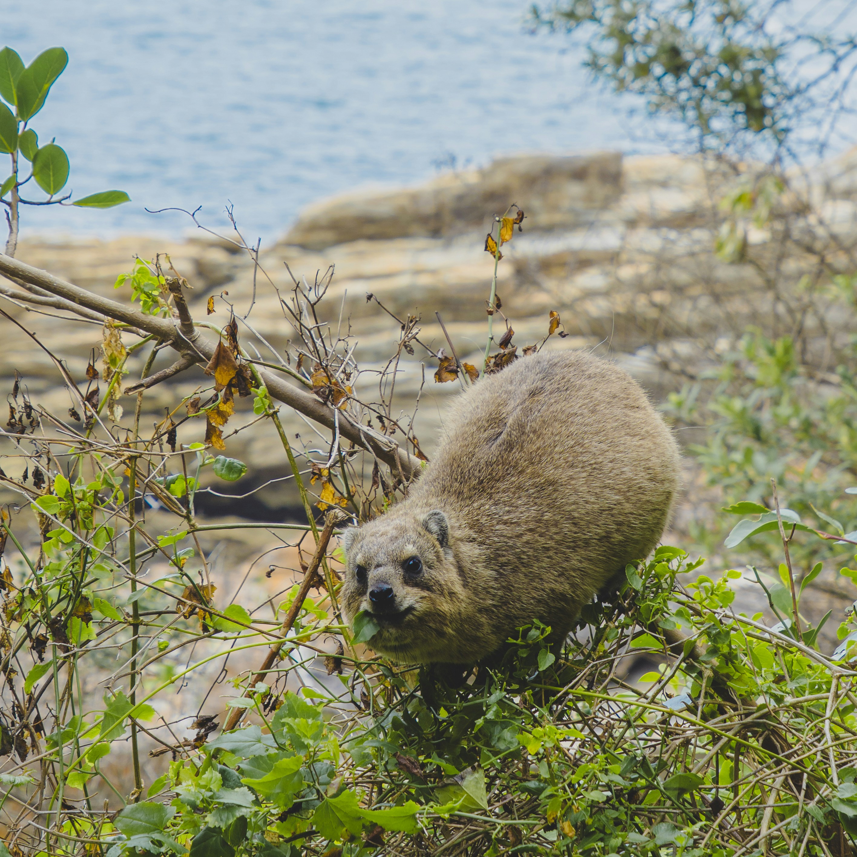 Coastal Groundhog: A Placid Foray Through Shoreline Bush
