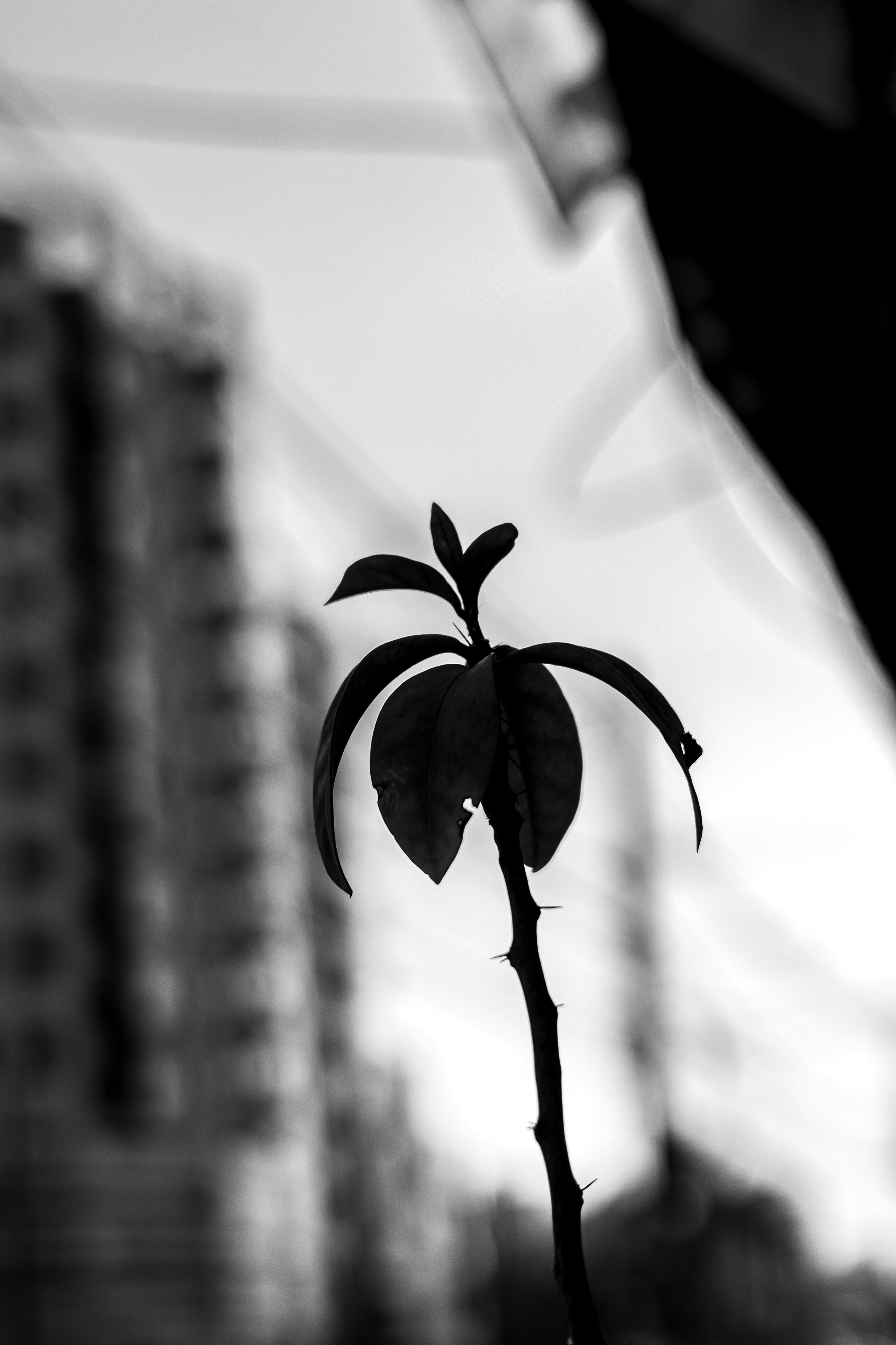 Lonely Sprout Against the City: A Bold Stem Reaches Toward Light