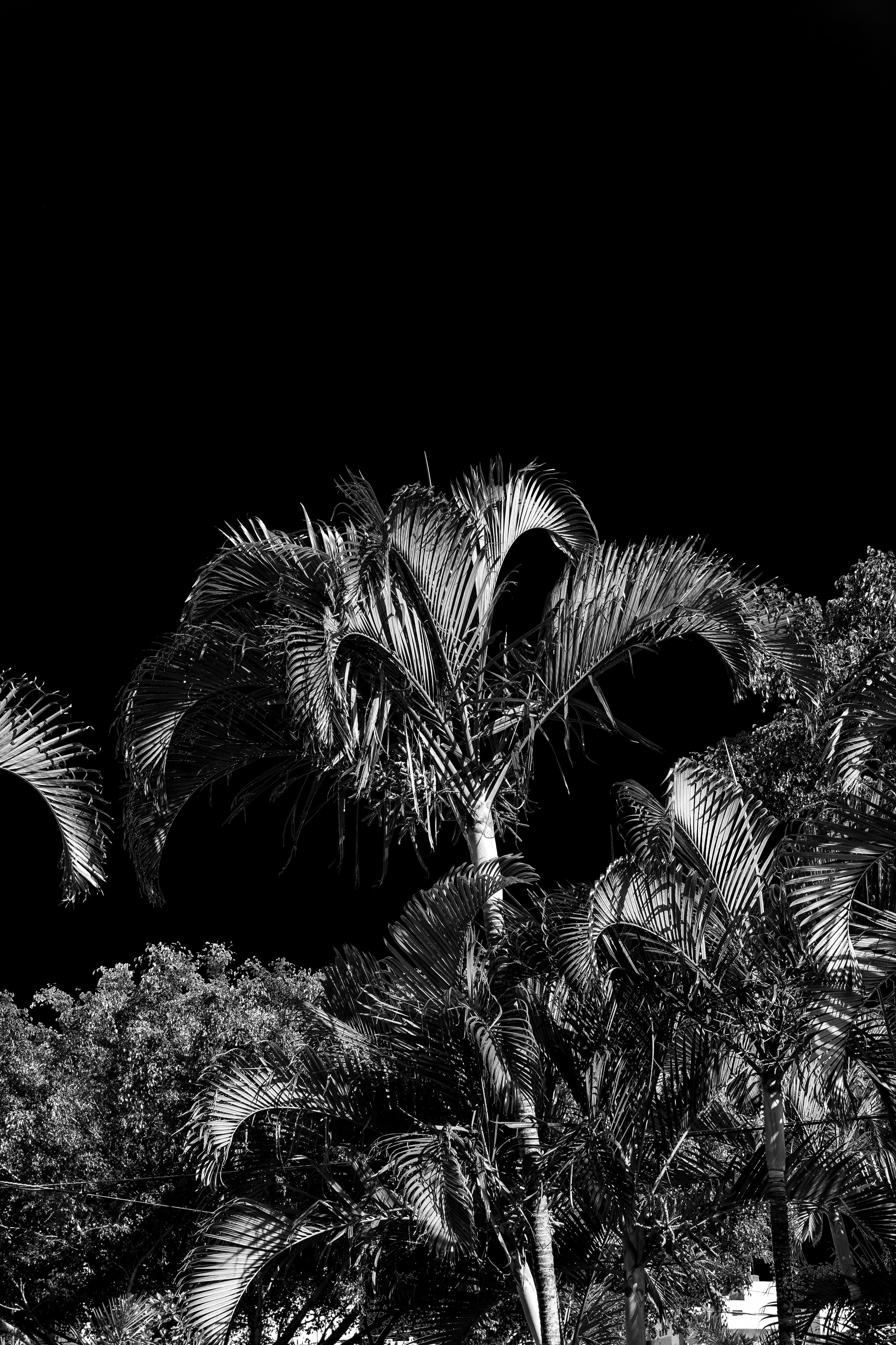 Night Palm Canopy Under a Starless Sky