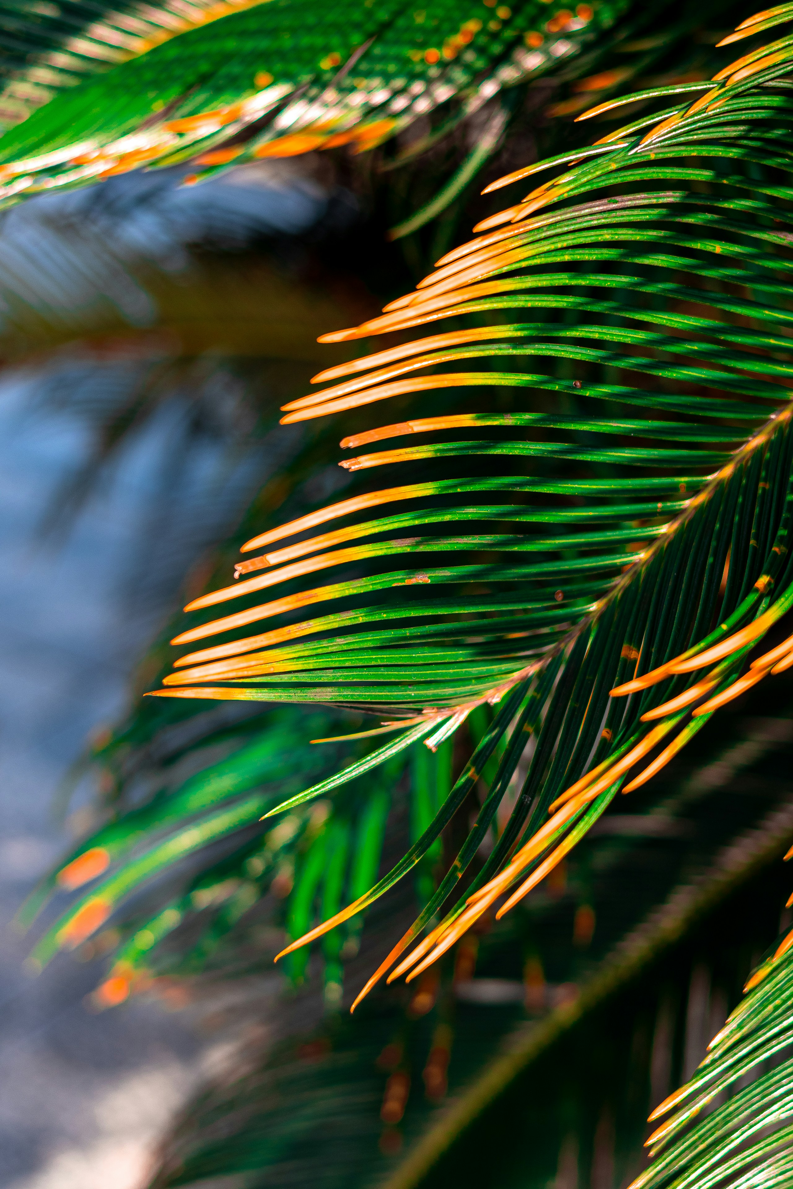 Fronds in Focus: Golden Edges on a Tropical Leap