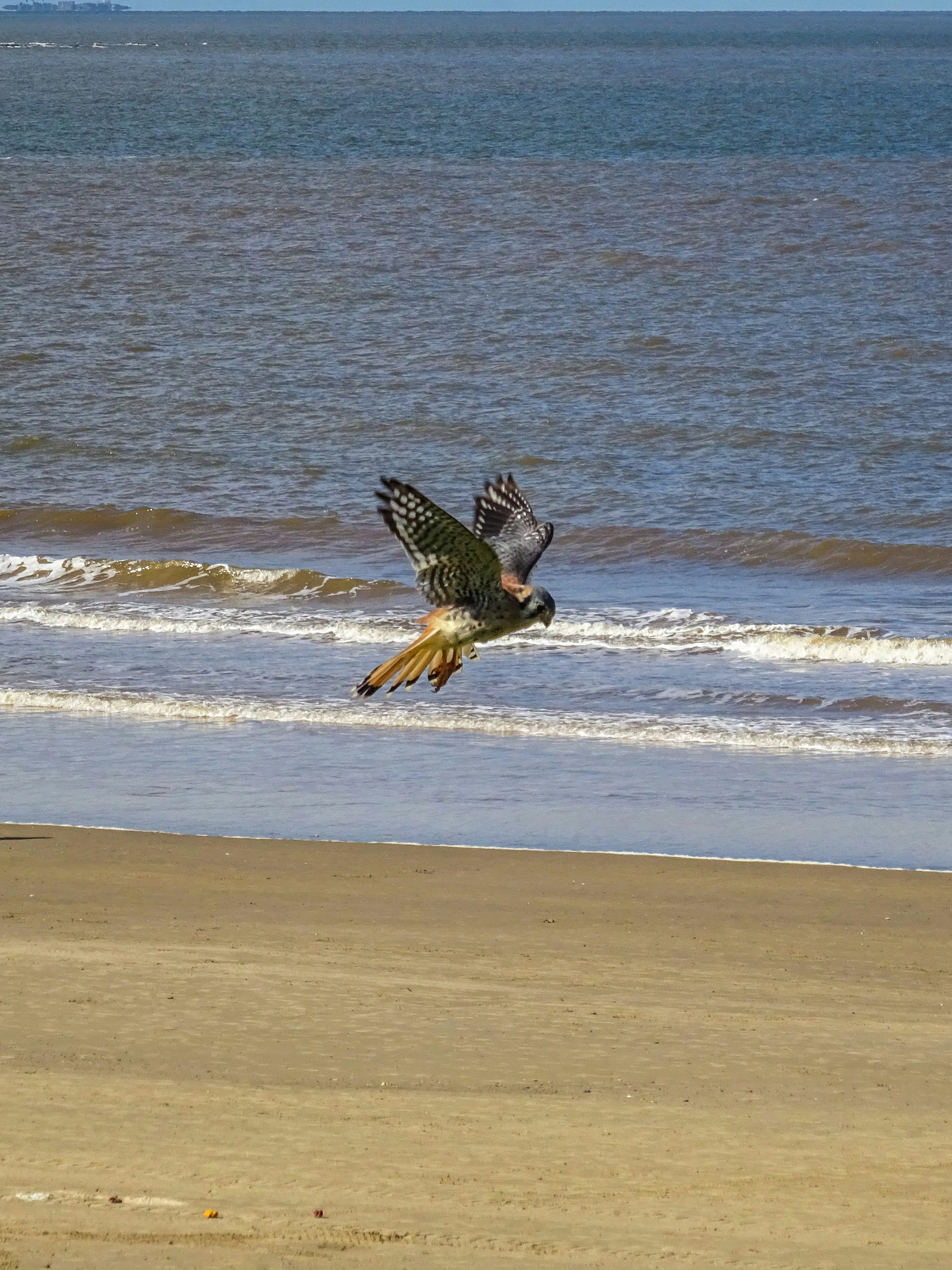 Bird in Blur of Sea and Sand