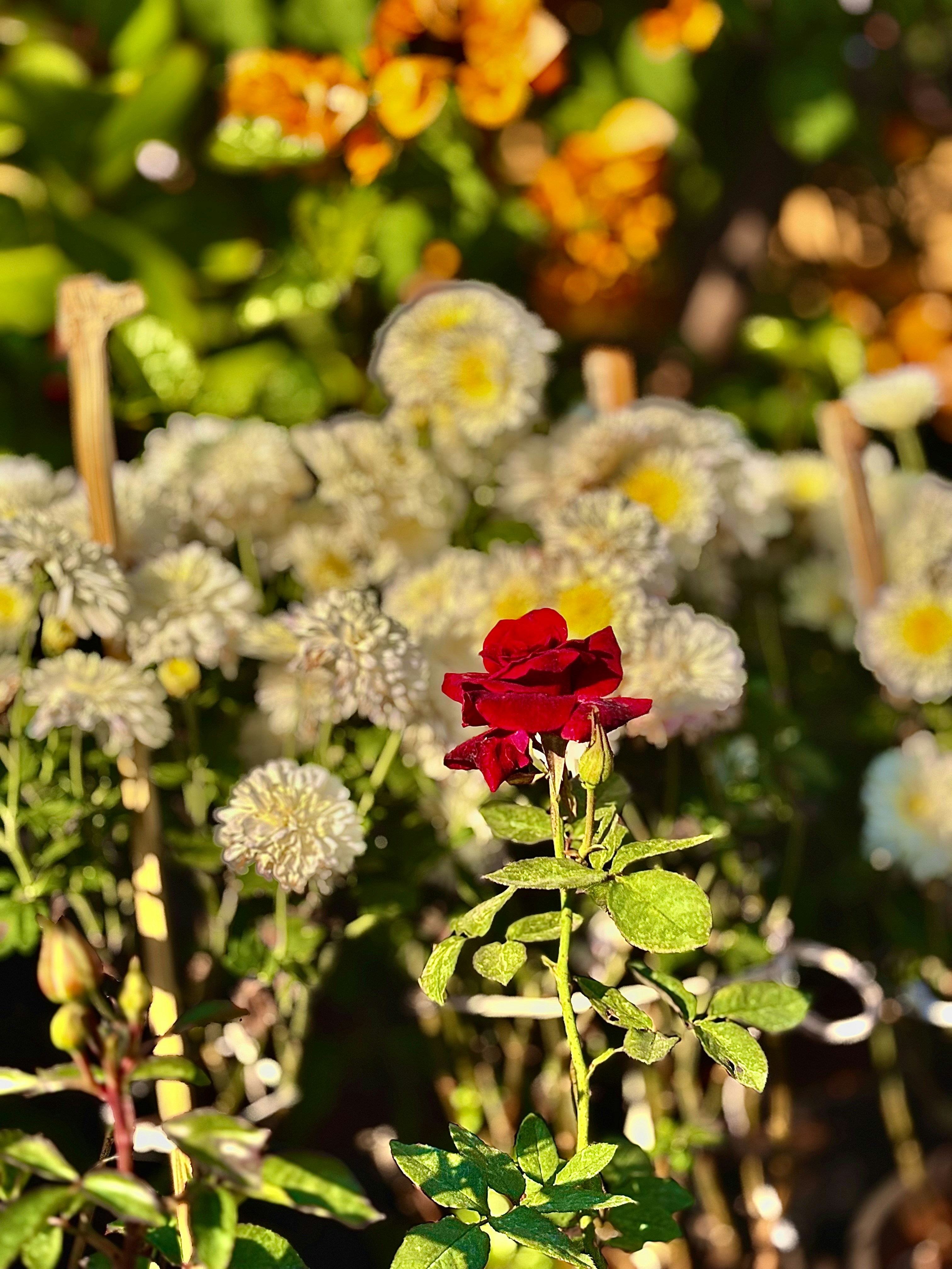 Crimson Rose in a Field of White Blooms