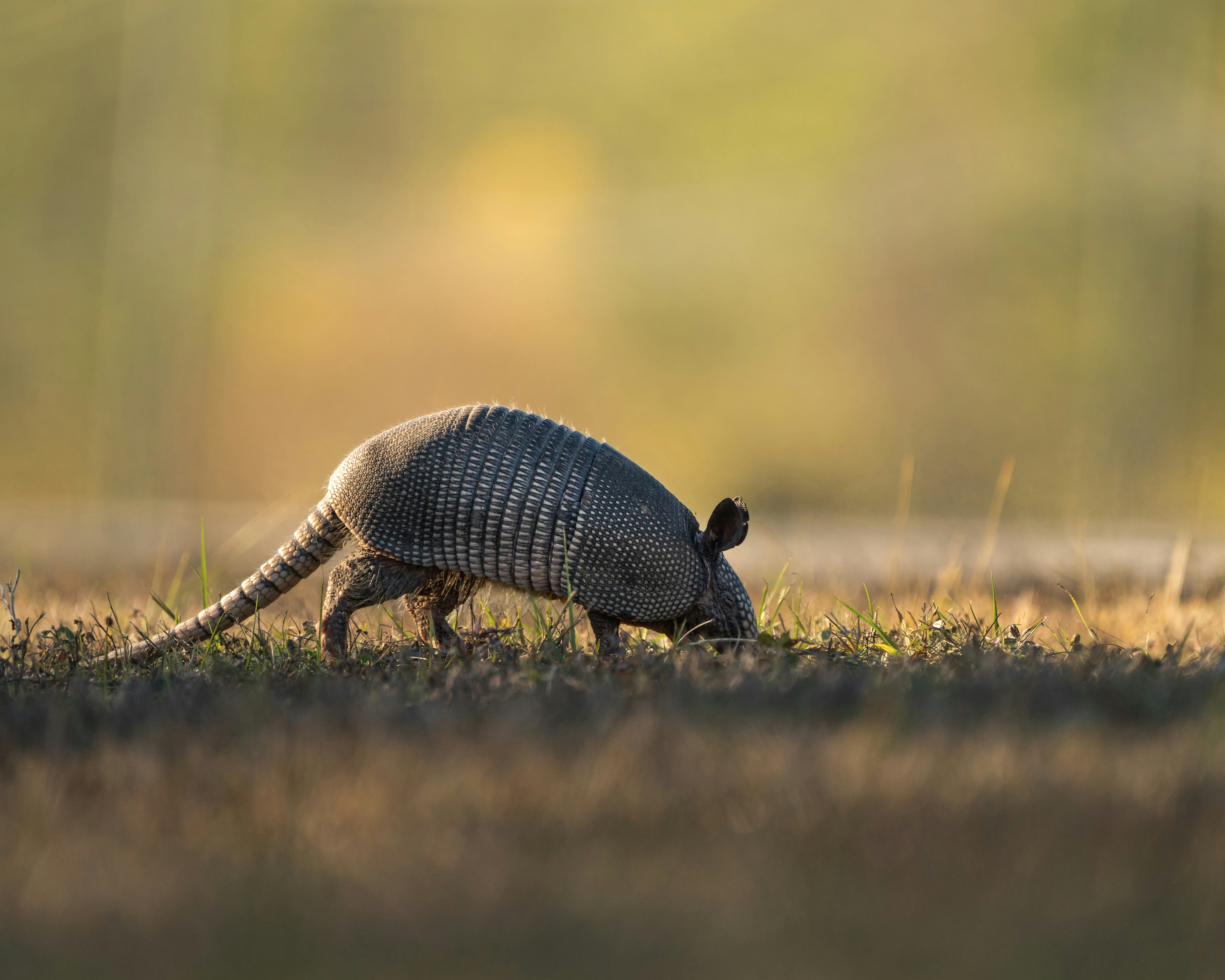 Low-Profile Forager in Warm Grassland Light