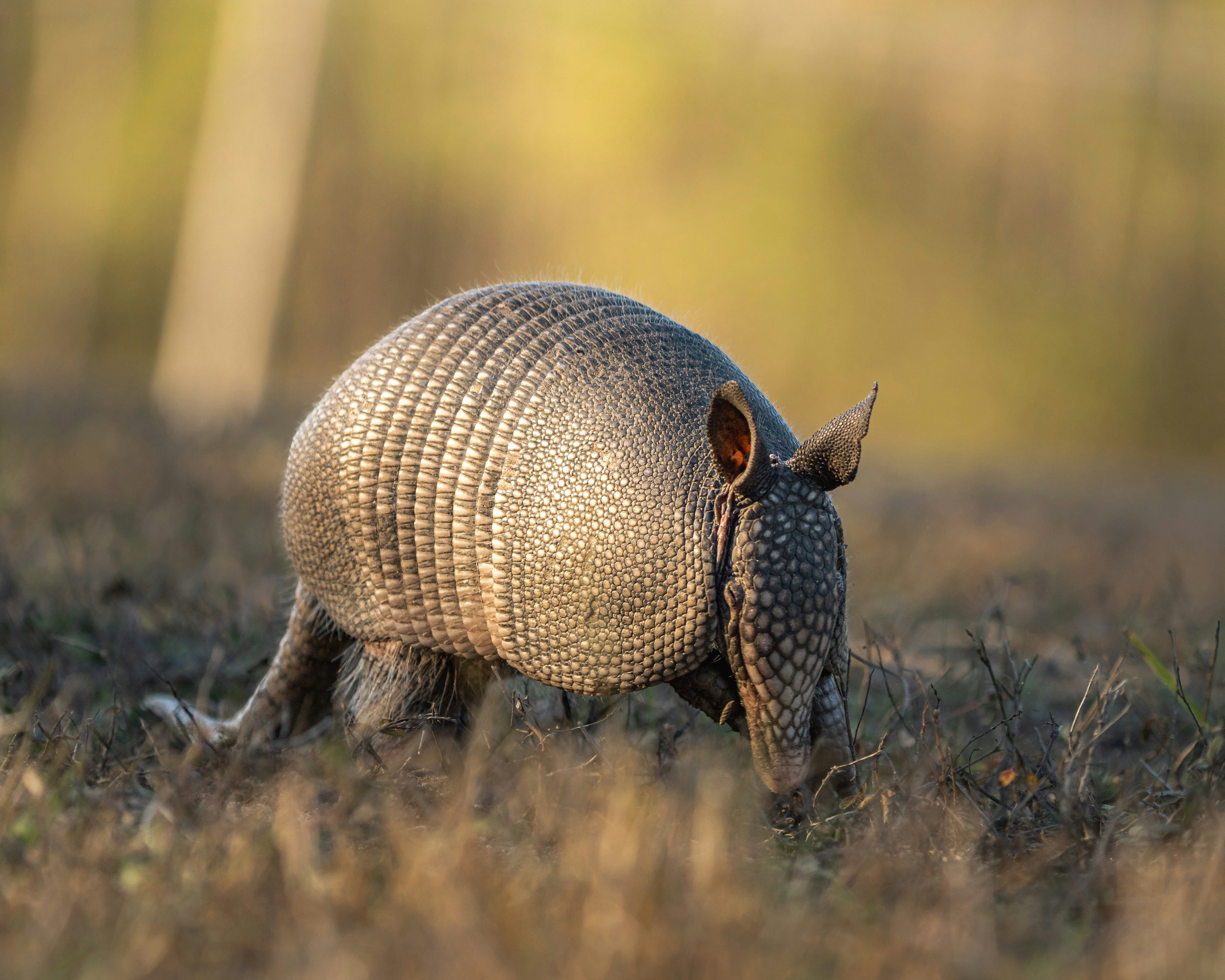 Curved Armor, Quiet Stare: Armadillo in a Sunlit Wake