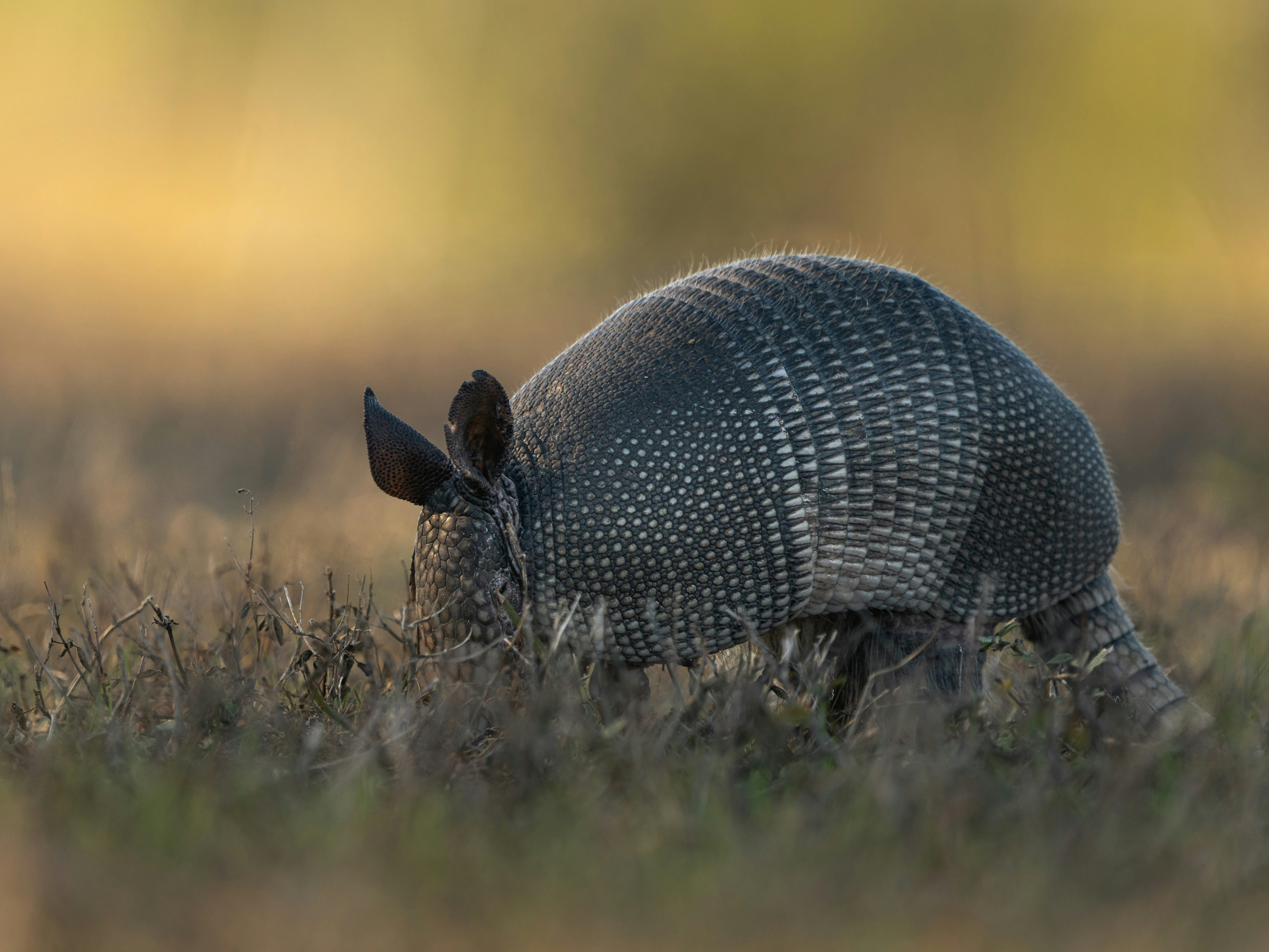 Armored Forager in Golden Grass