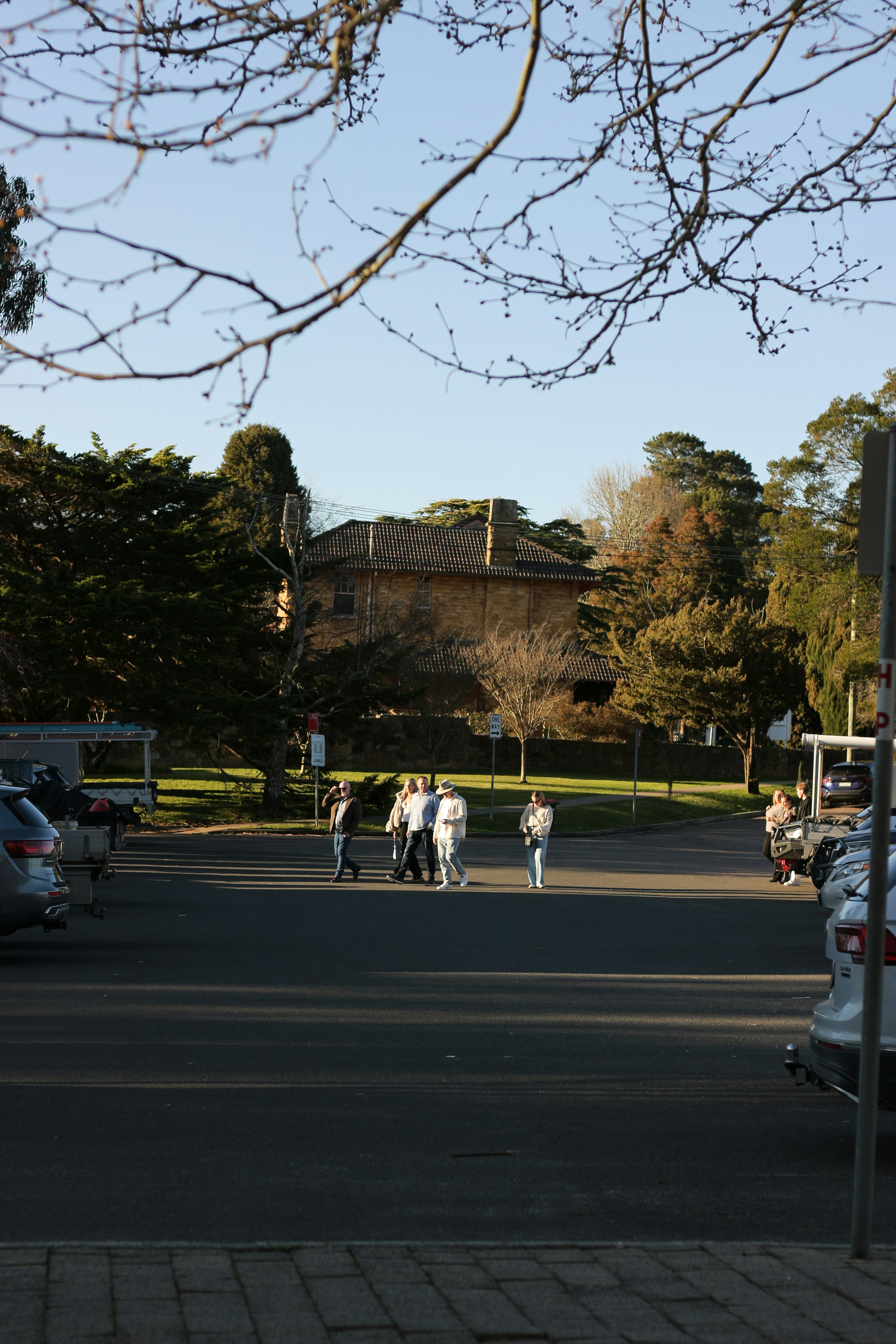 Crosswalk Gathering Under a Quiet Campus Tree