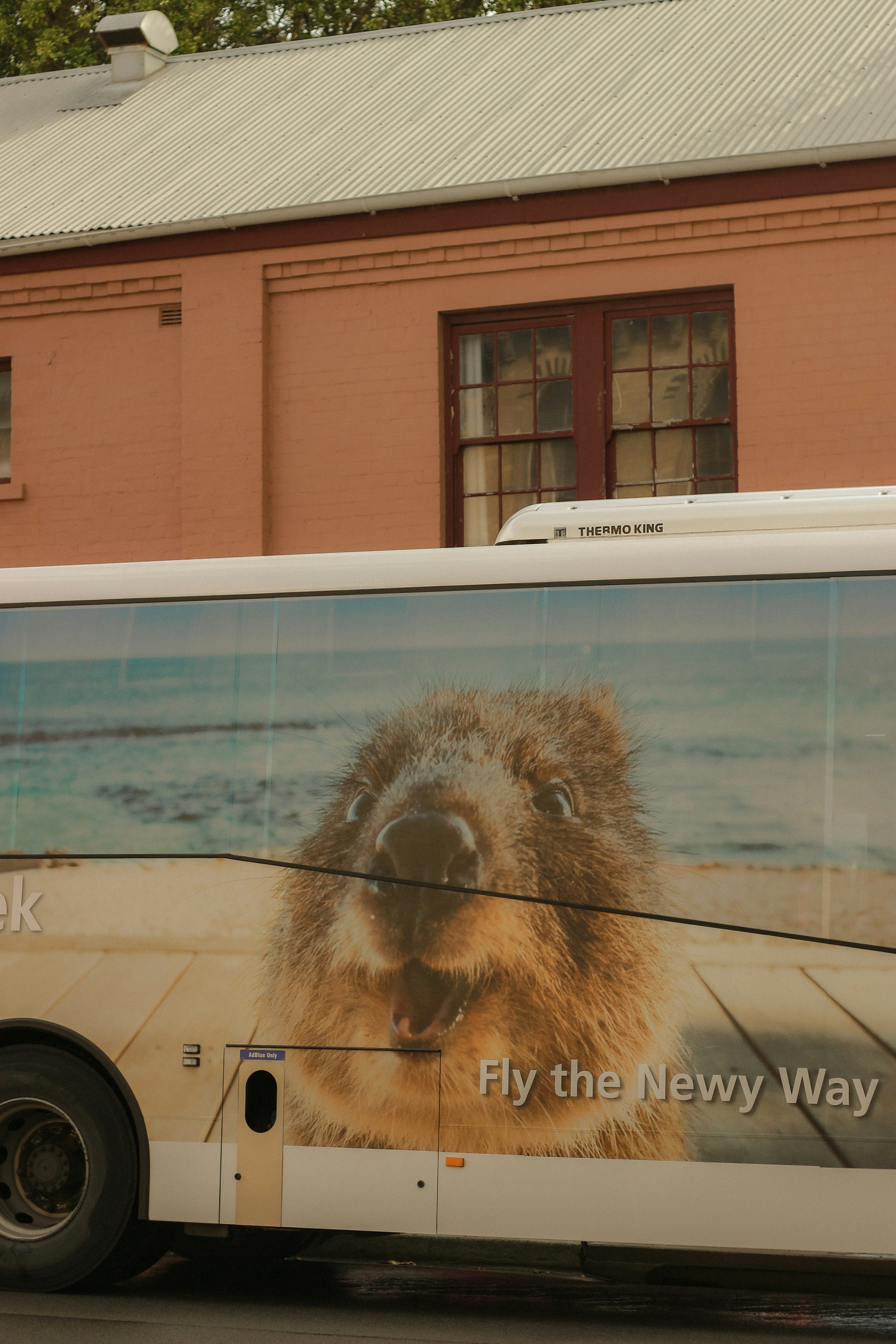 Joyful Gaze on a Bus Banner: A Quizzical Close-Up of a Beaming Mascot