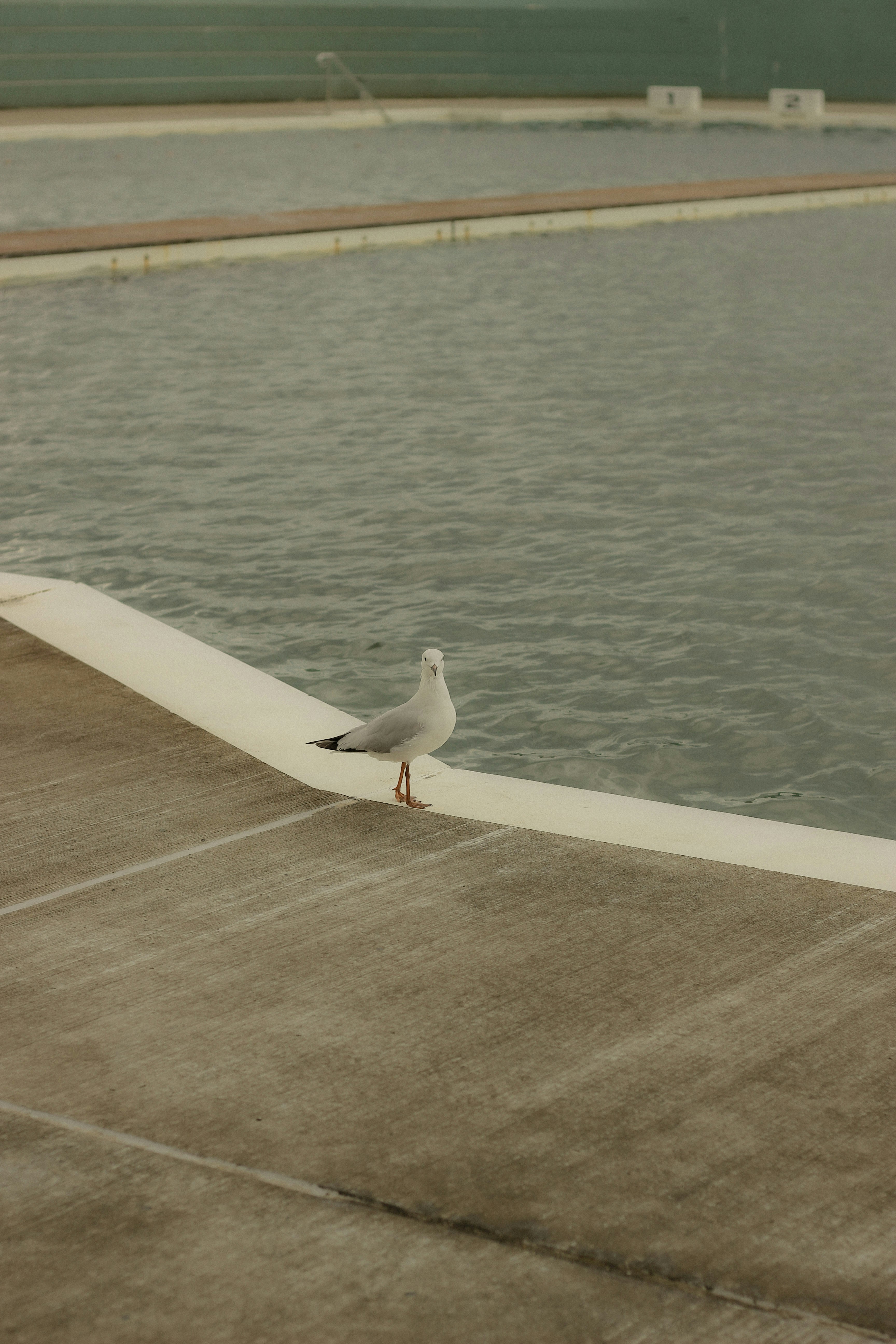 Seagull at the Pool’s Edge
