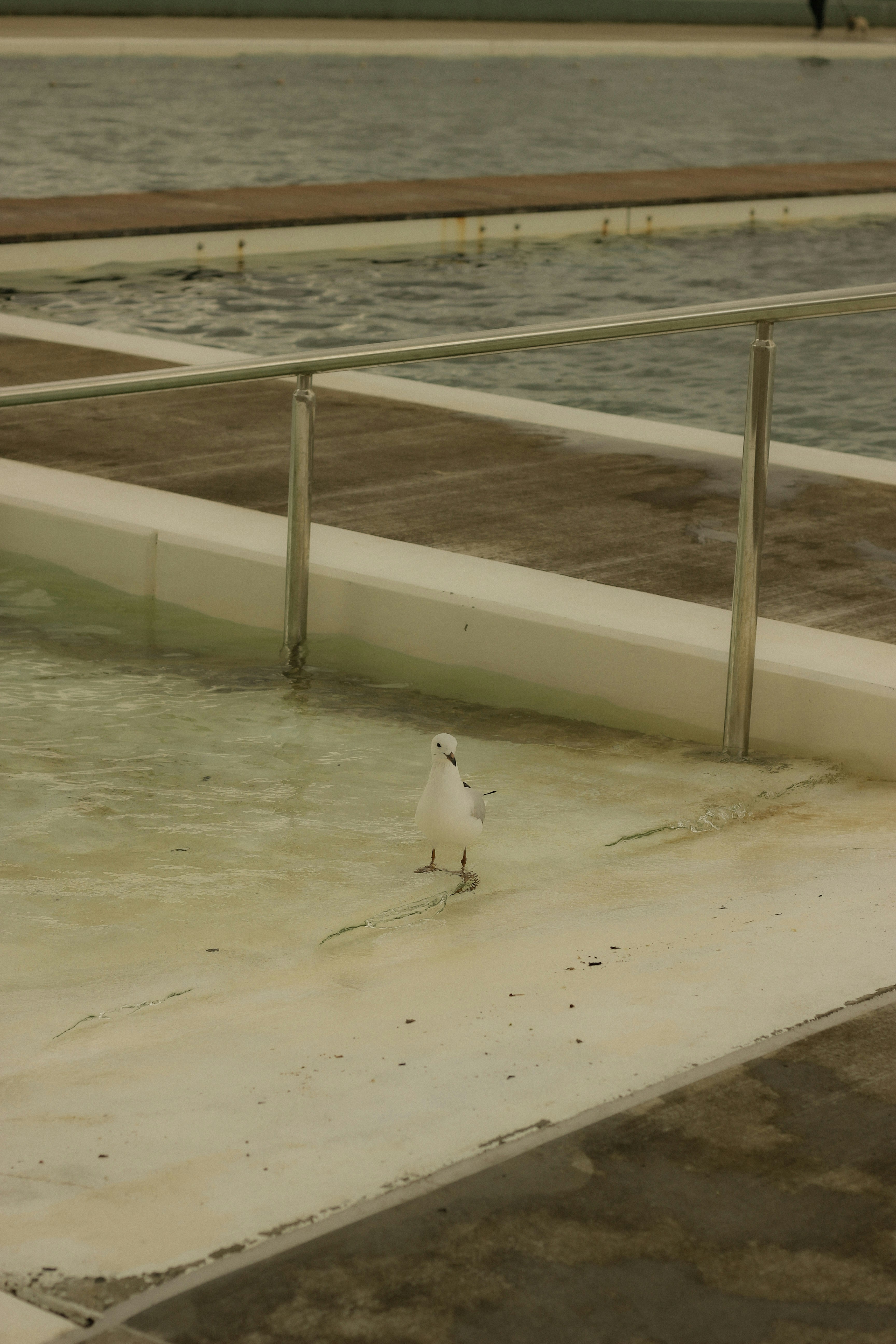  lone seagull at the edge of a shallow pool beside a rail