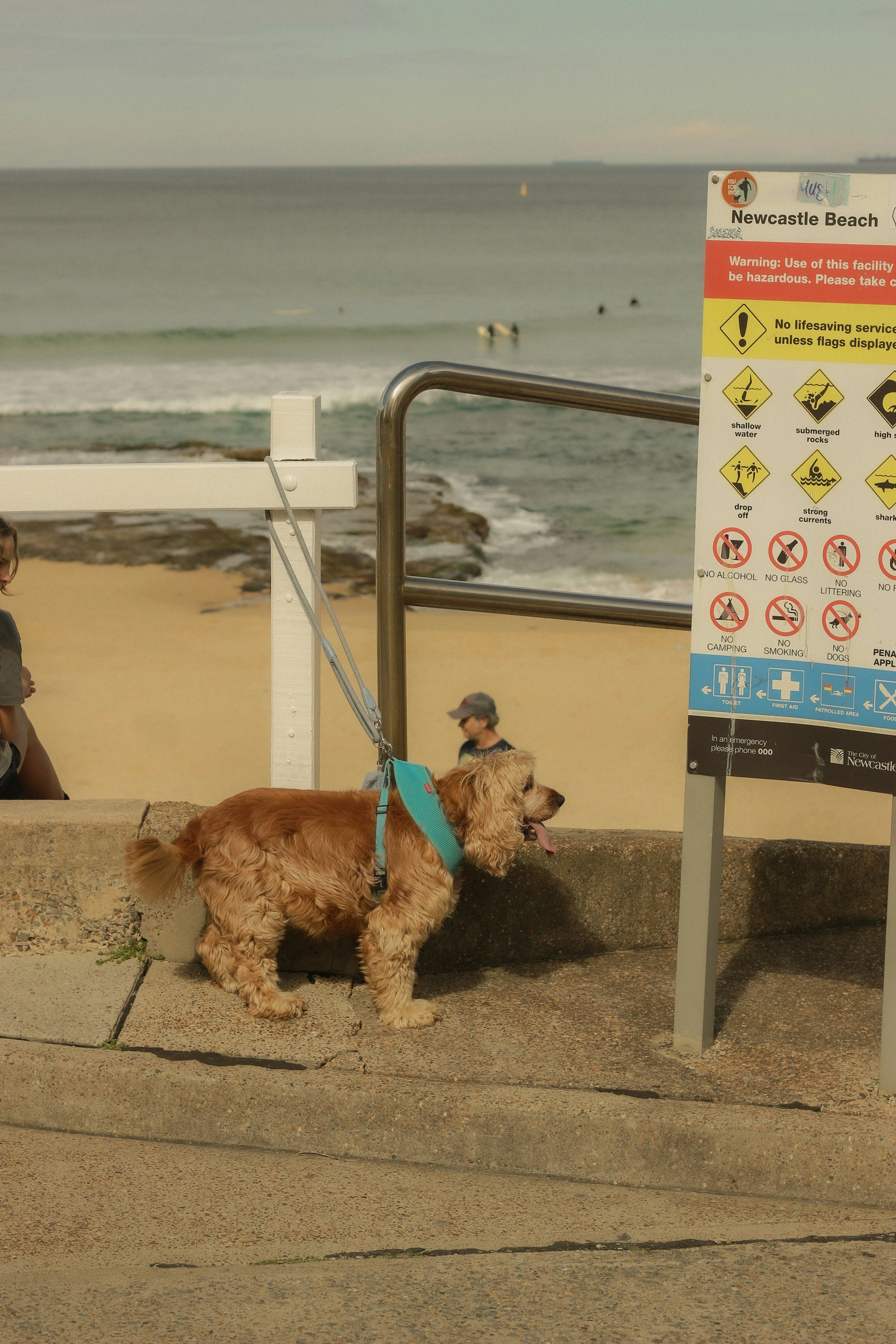 Golden Retriever by the Sign: Beach Walk and Leashed Moments