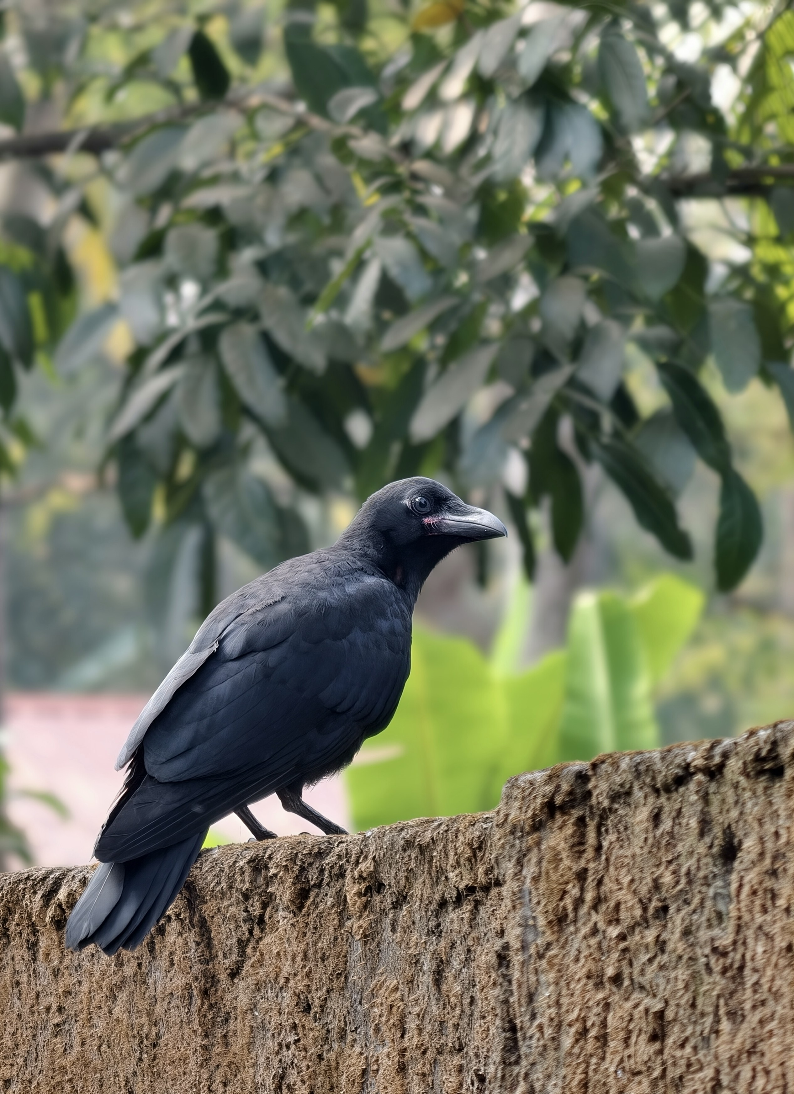 A black crow perched on a textured wall.