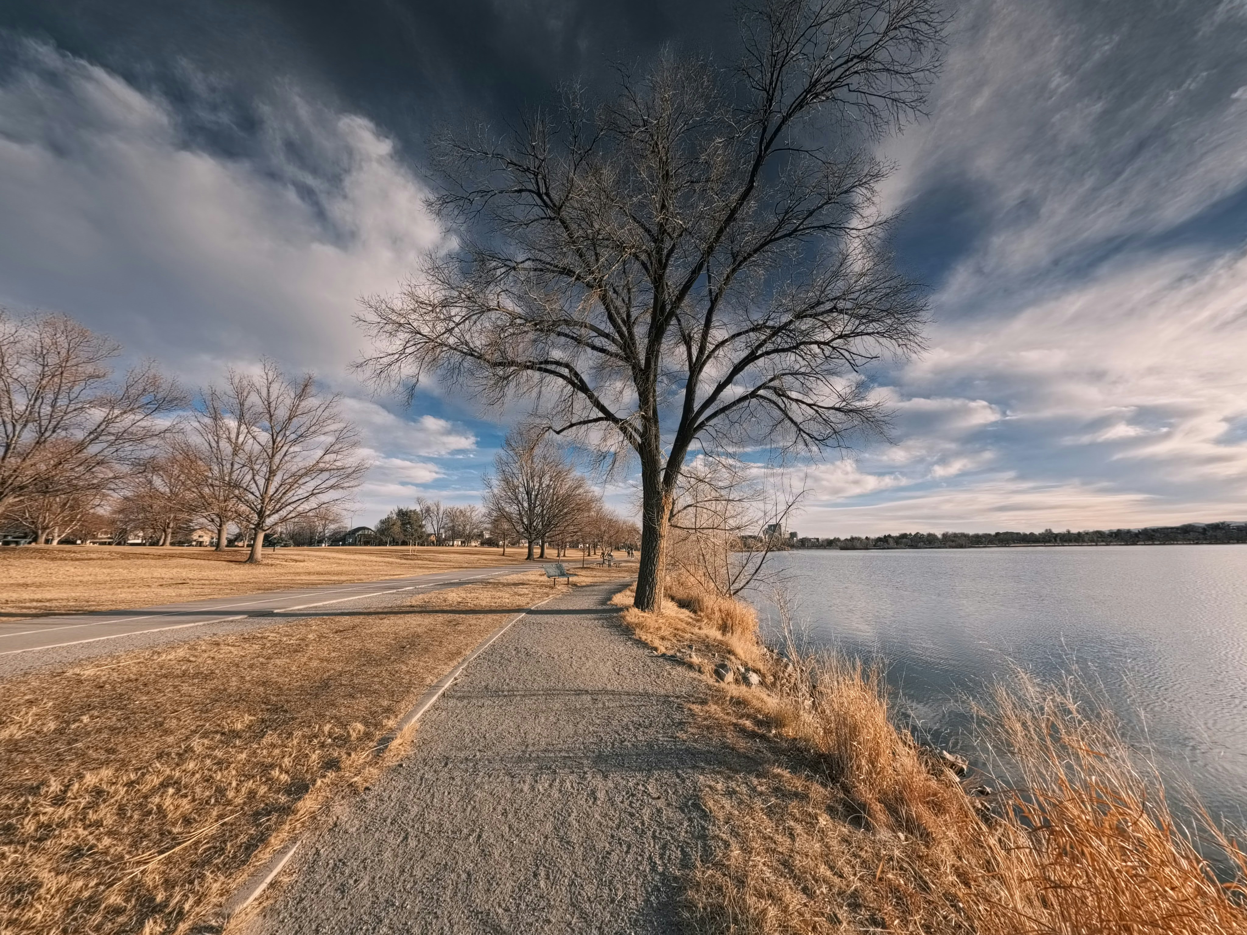 Bare tree beside a calm lake and path.