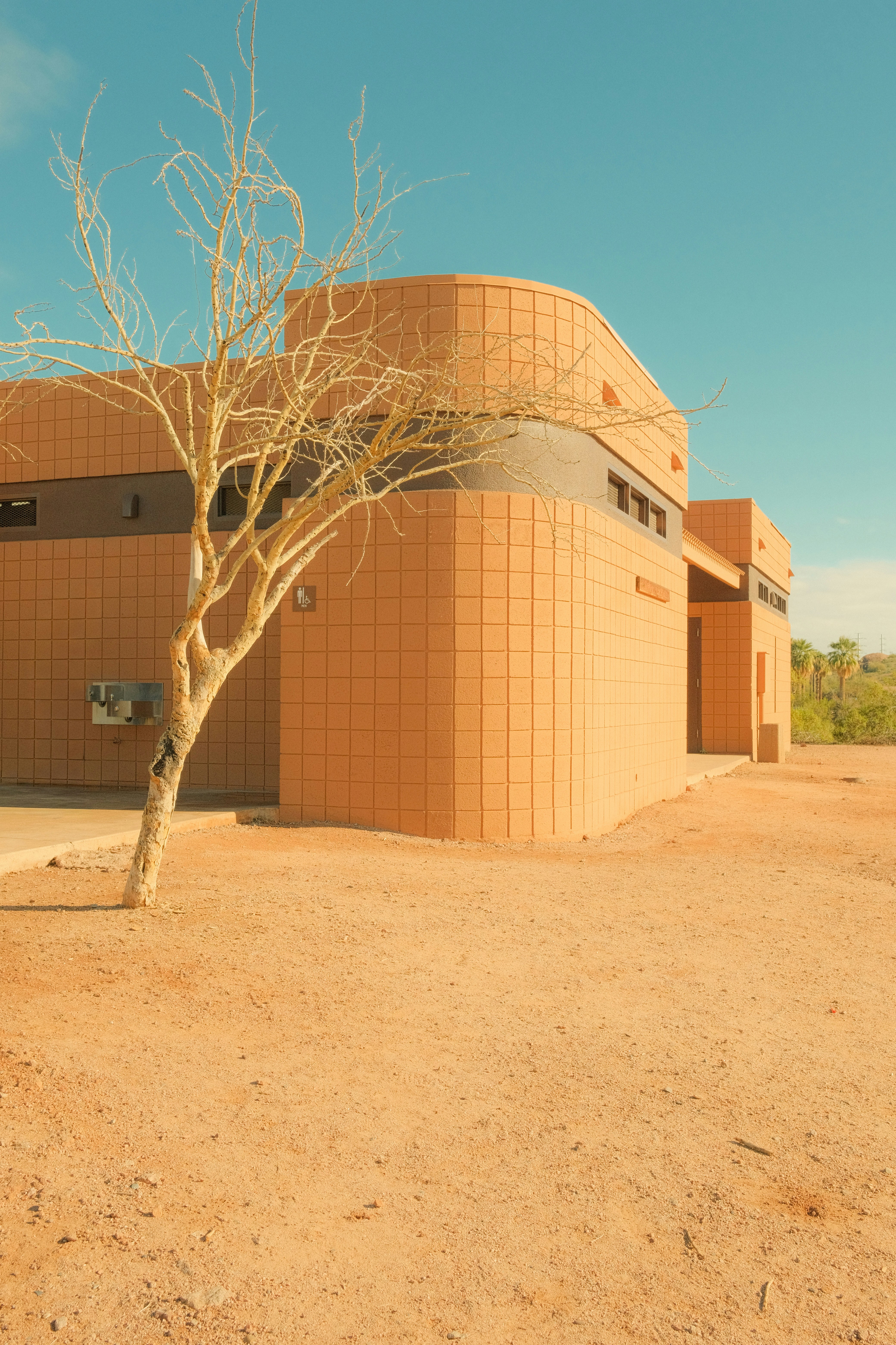 Desert Studio: Curve of Warm Tiles Against a Dropped Tree