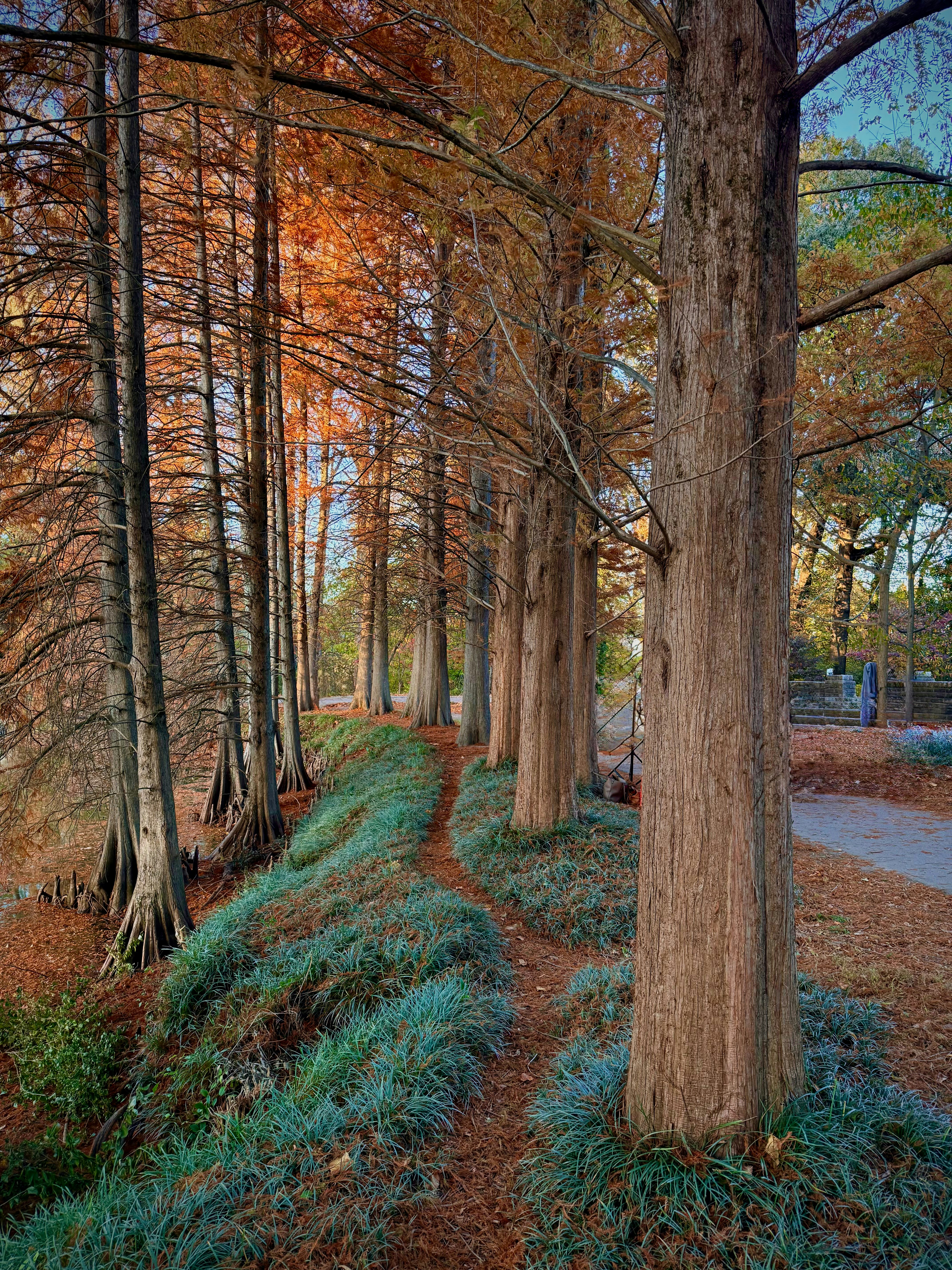 Row of quiet pines leading to autumn light