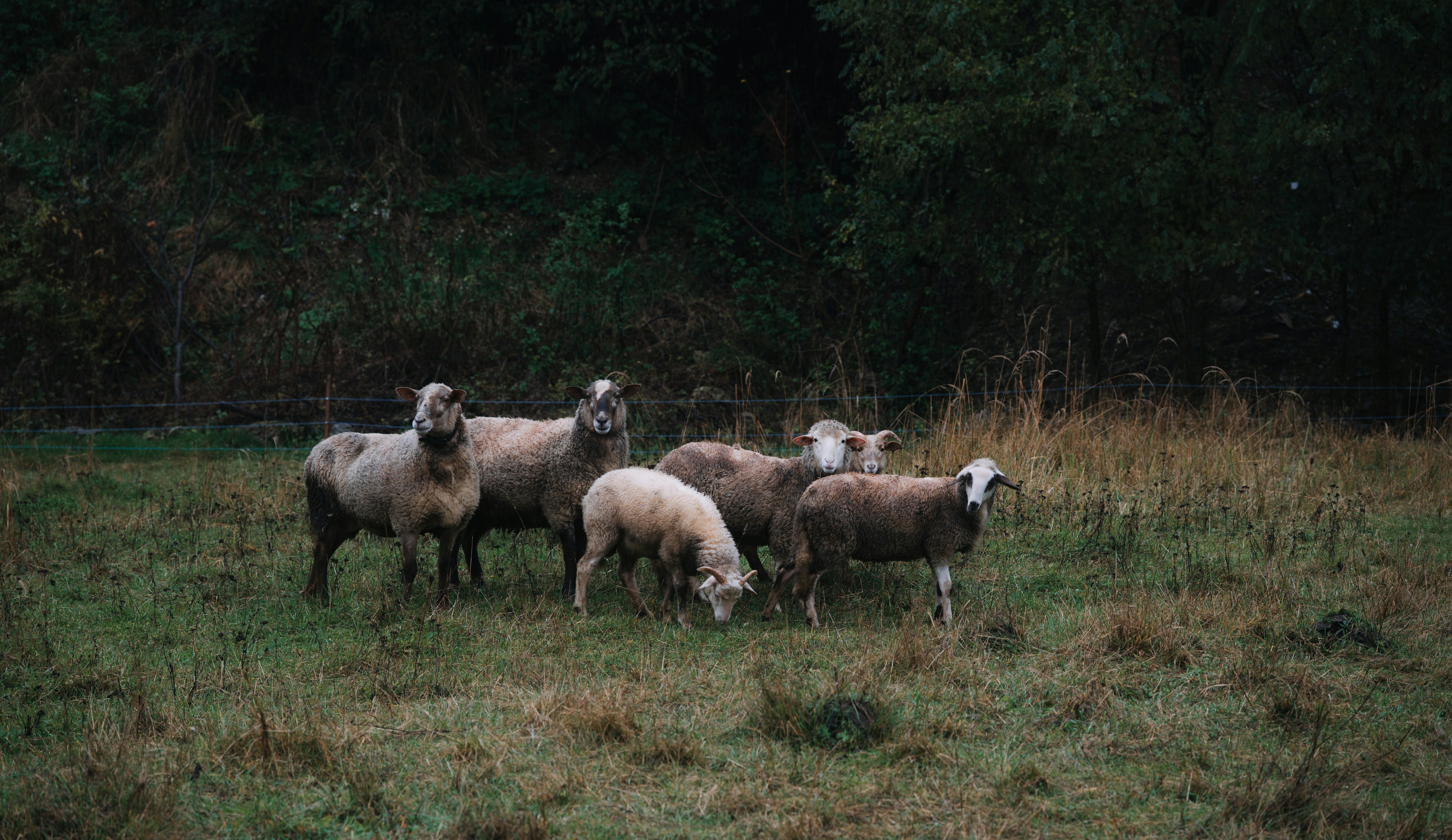Flock of Sheep in a Quiet Field at Dusk