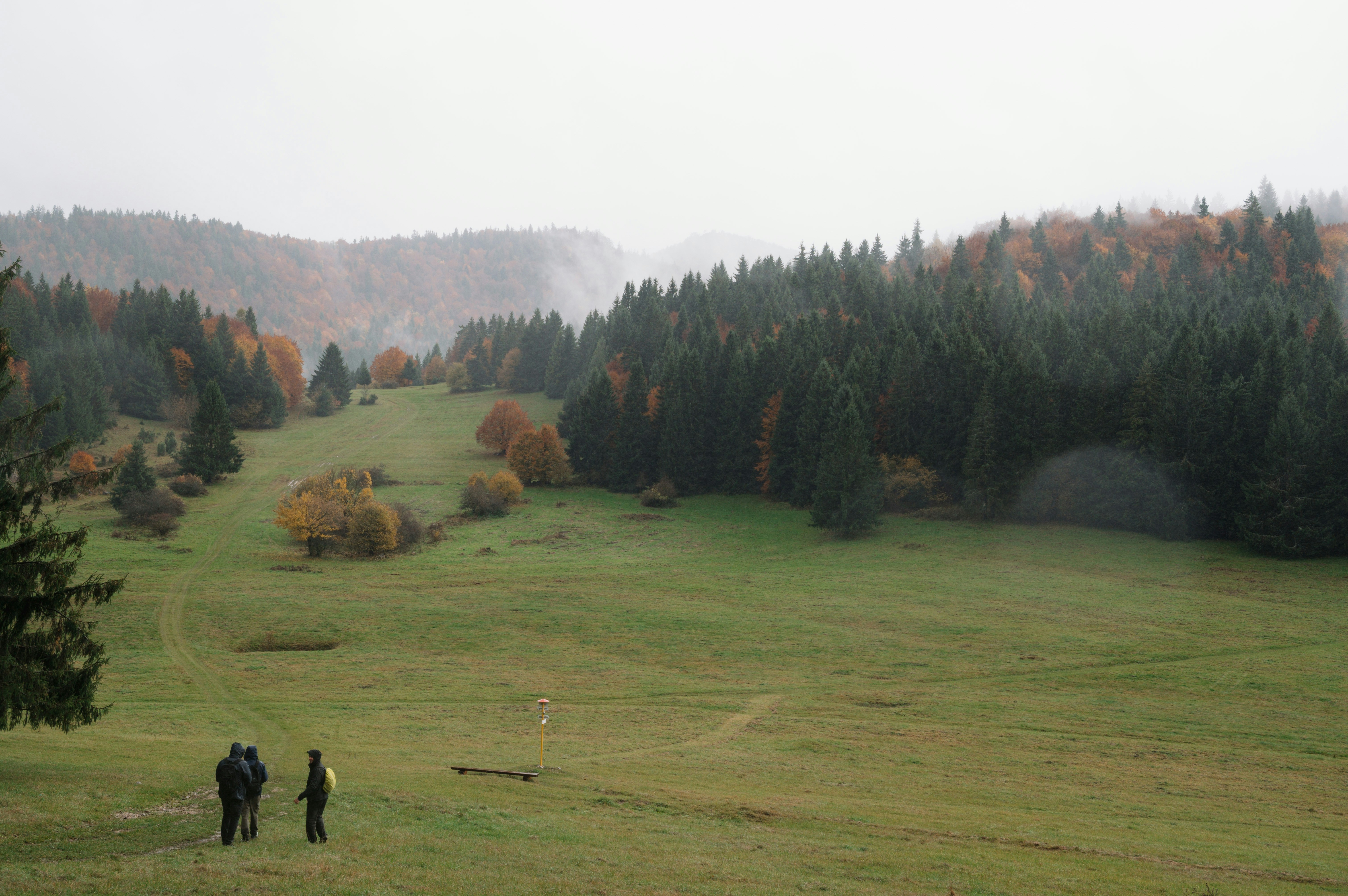 Autumn Meadow Stroll toward the Misty Pines
