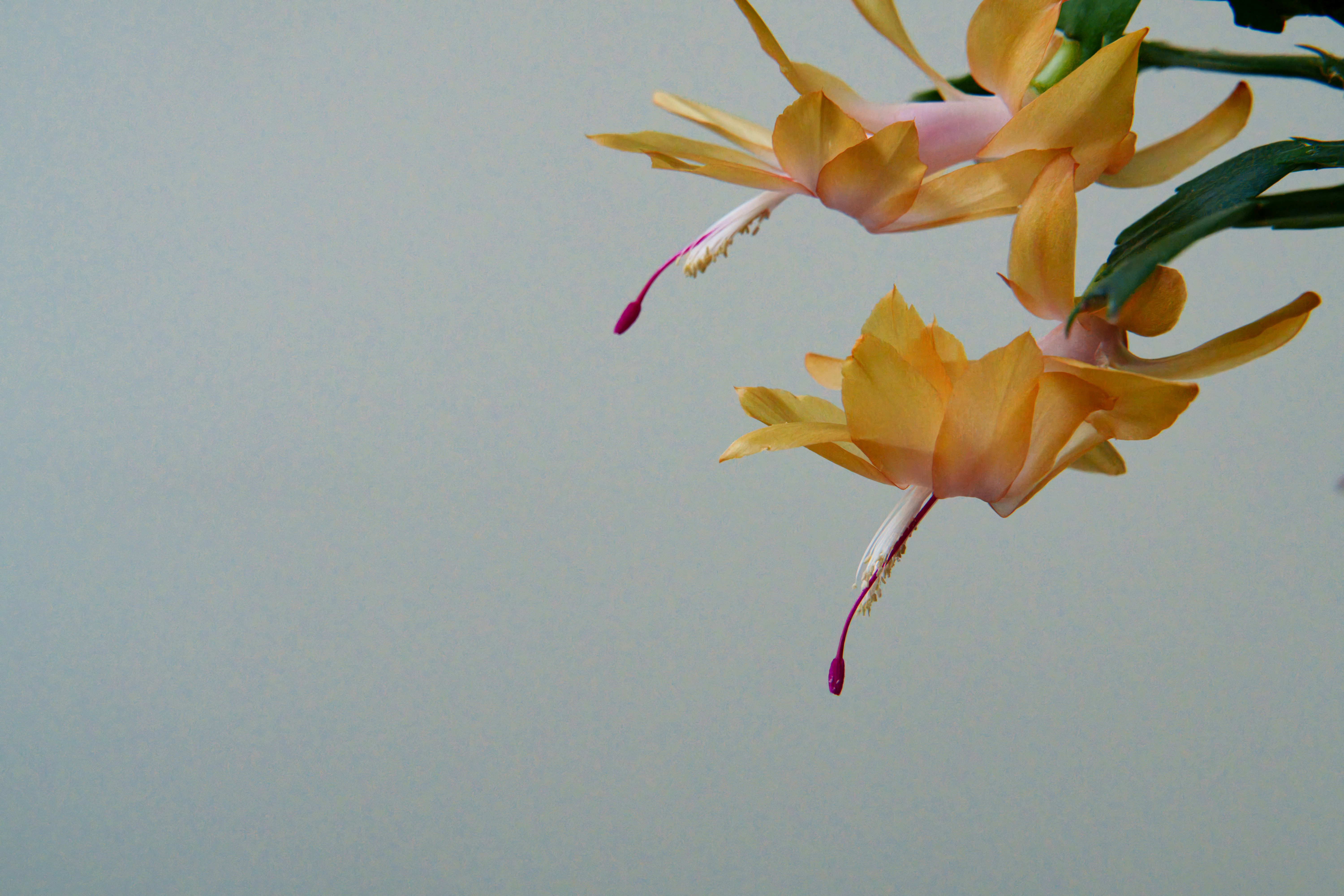 Orange blossoms drift into a pale sky