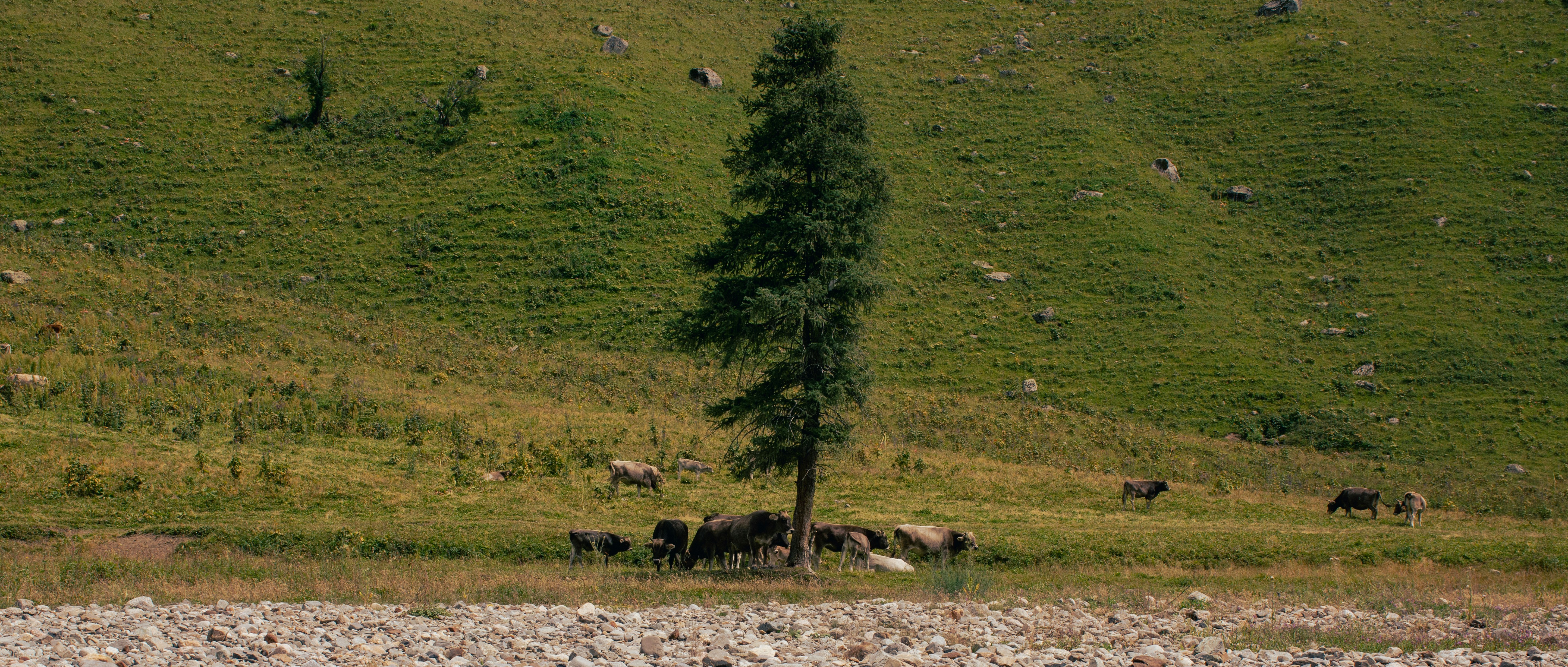 Grazing by the Lone Pine: A Quiet Highland Moment