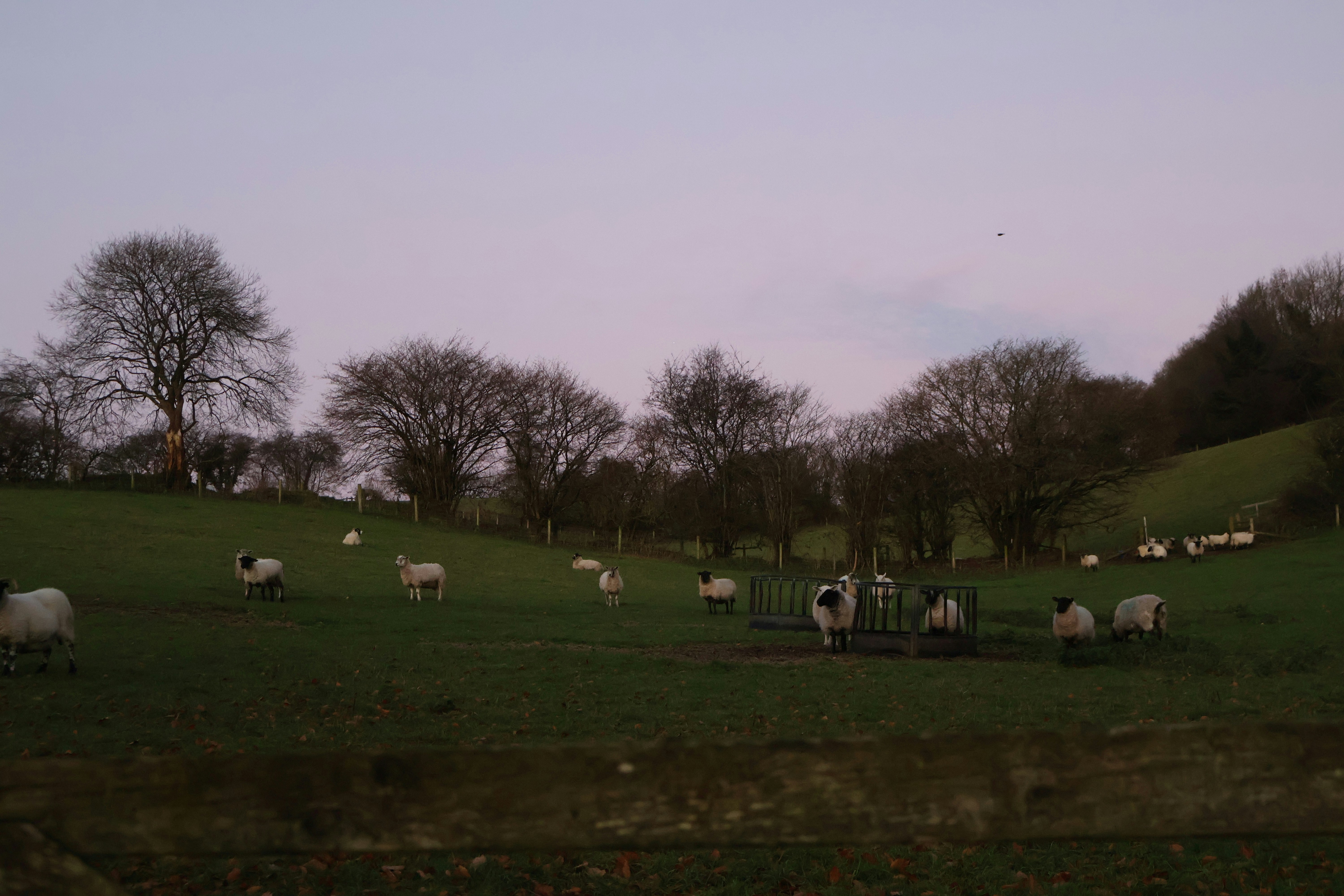 Pasture Chorus at Dusk: Herds Gathering Under Leafless Trees