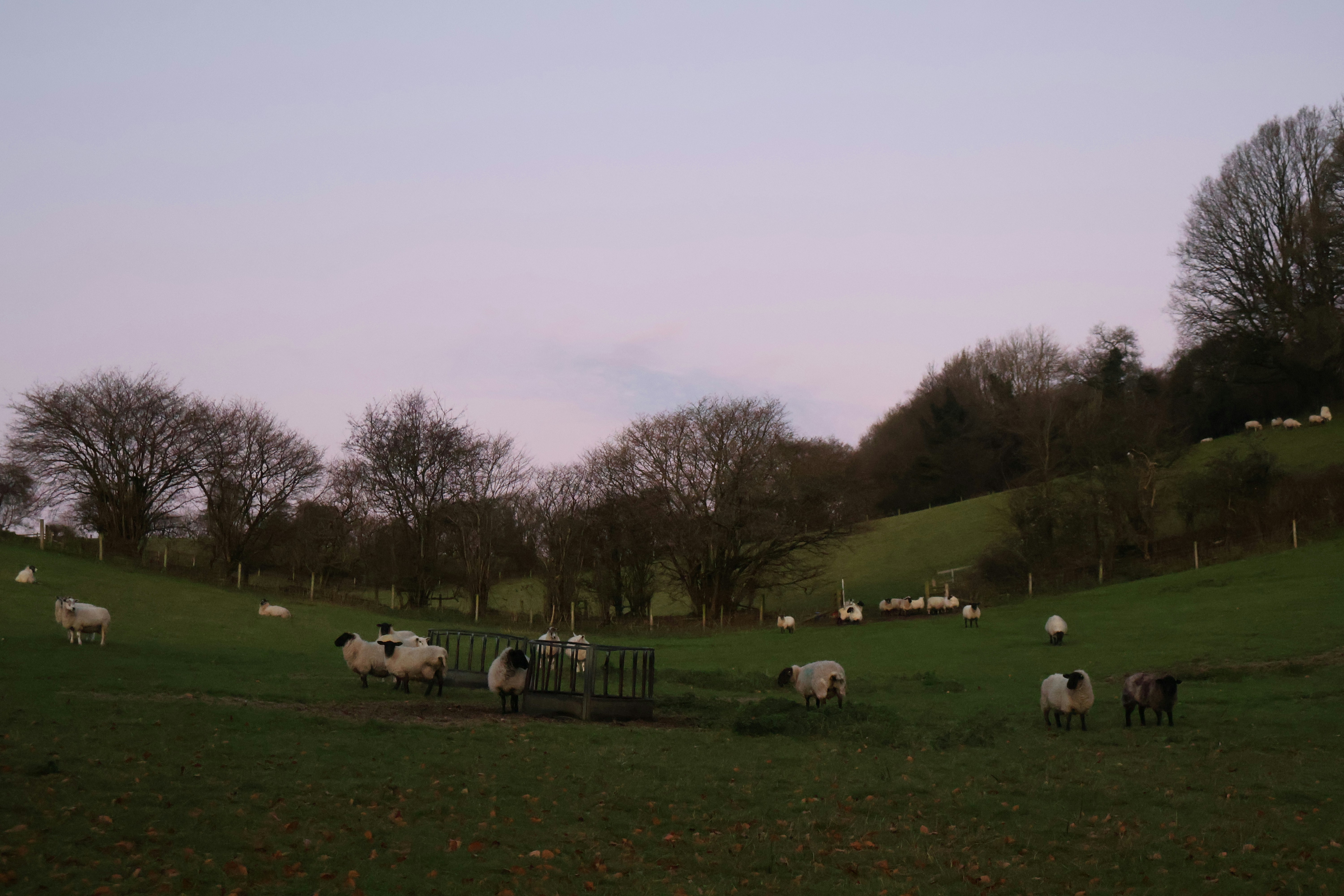 Pasture Communion: Cows at Dusk Over rolling Fields