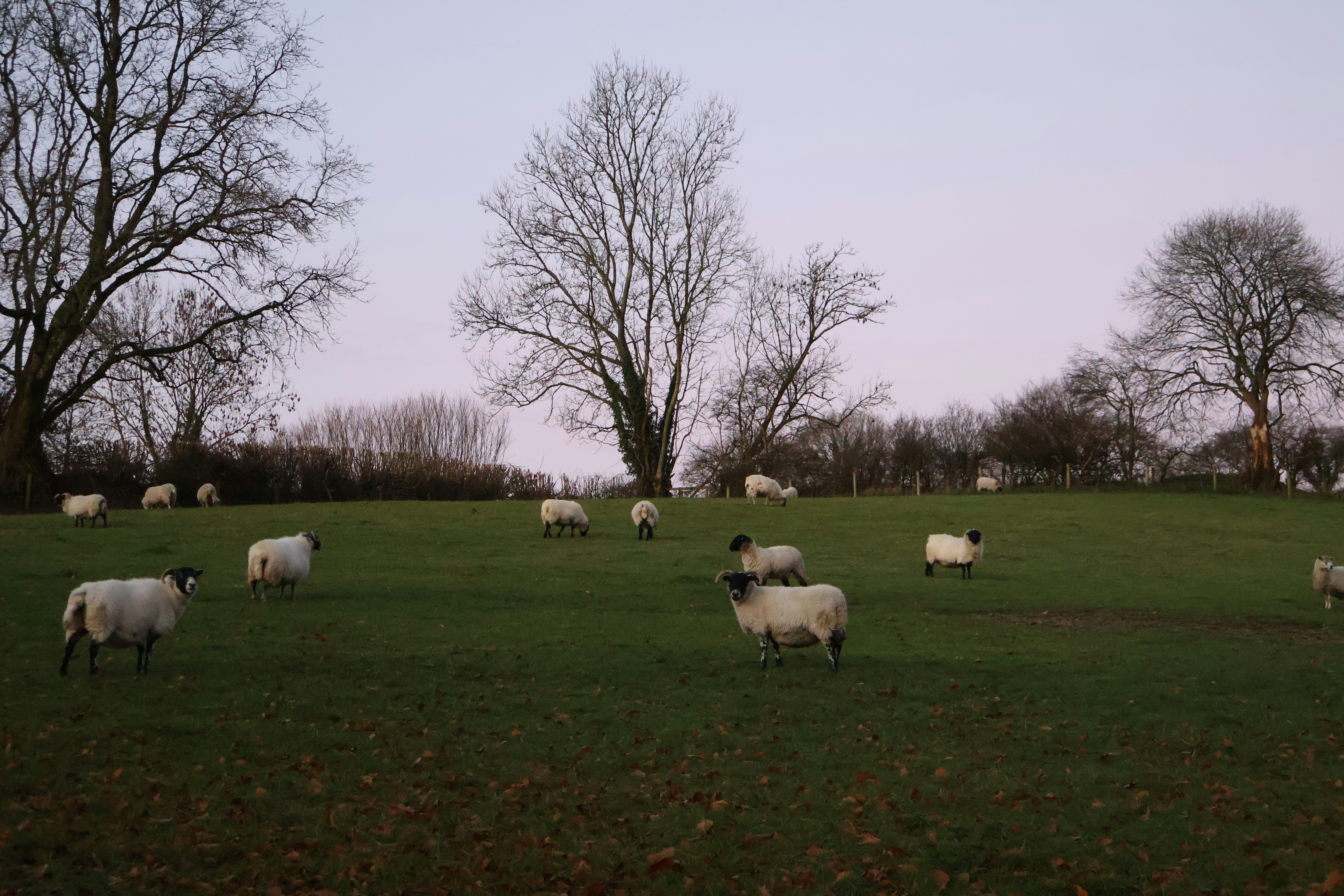 Pasture Chorus: Sheep and Bare Trees at Dusk