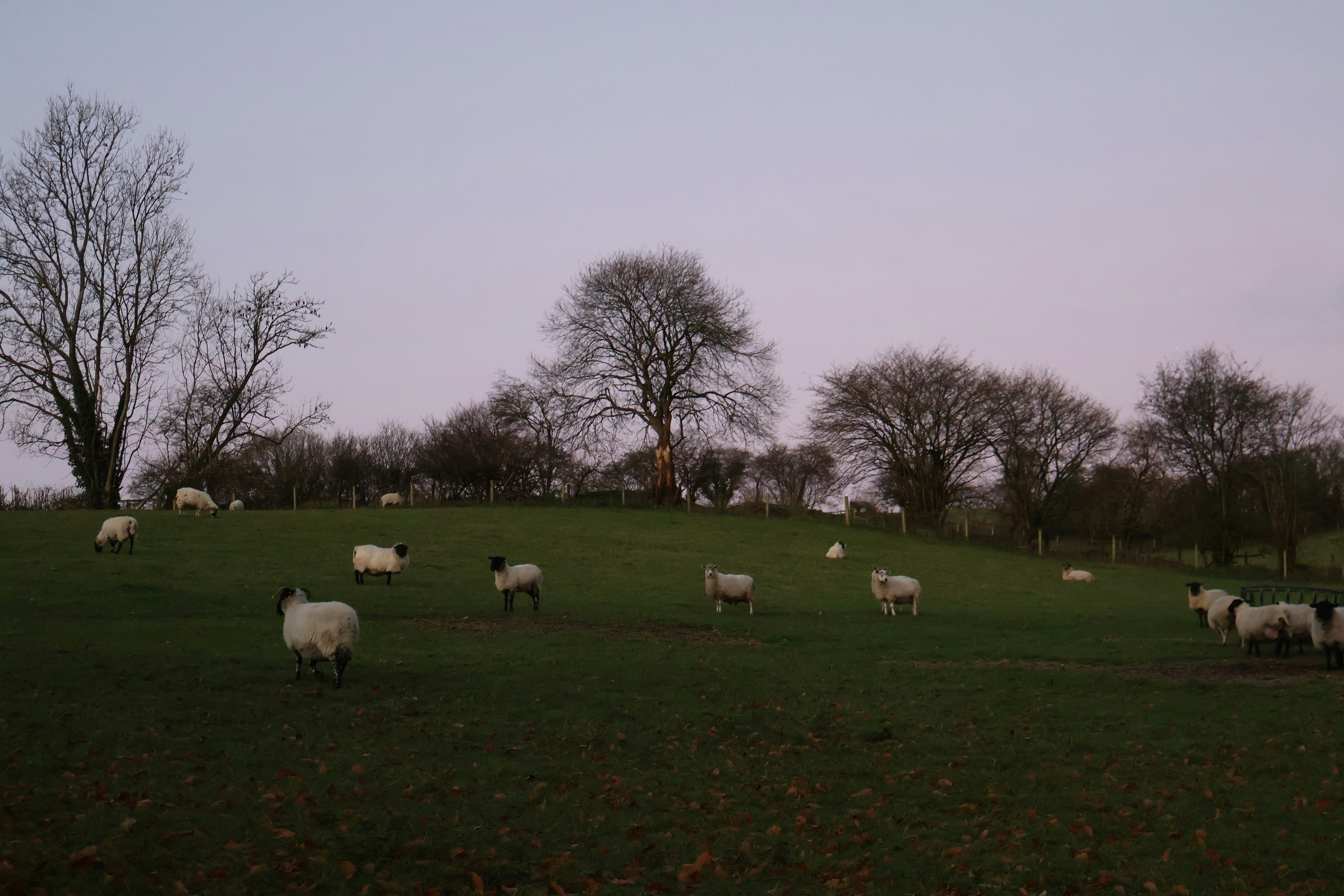Pasture at Dusk: A Quiet Herd Among Bare Trees
