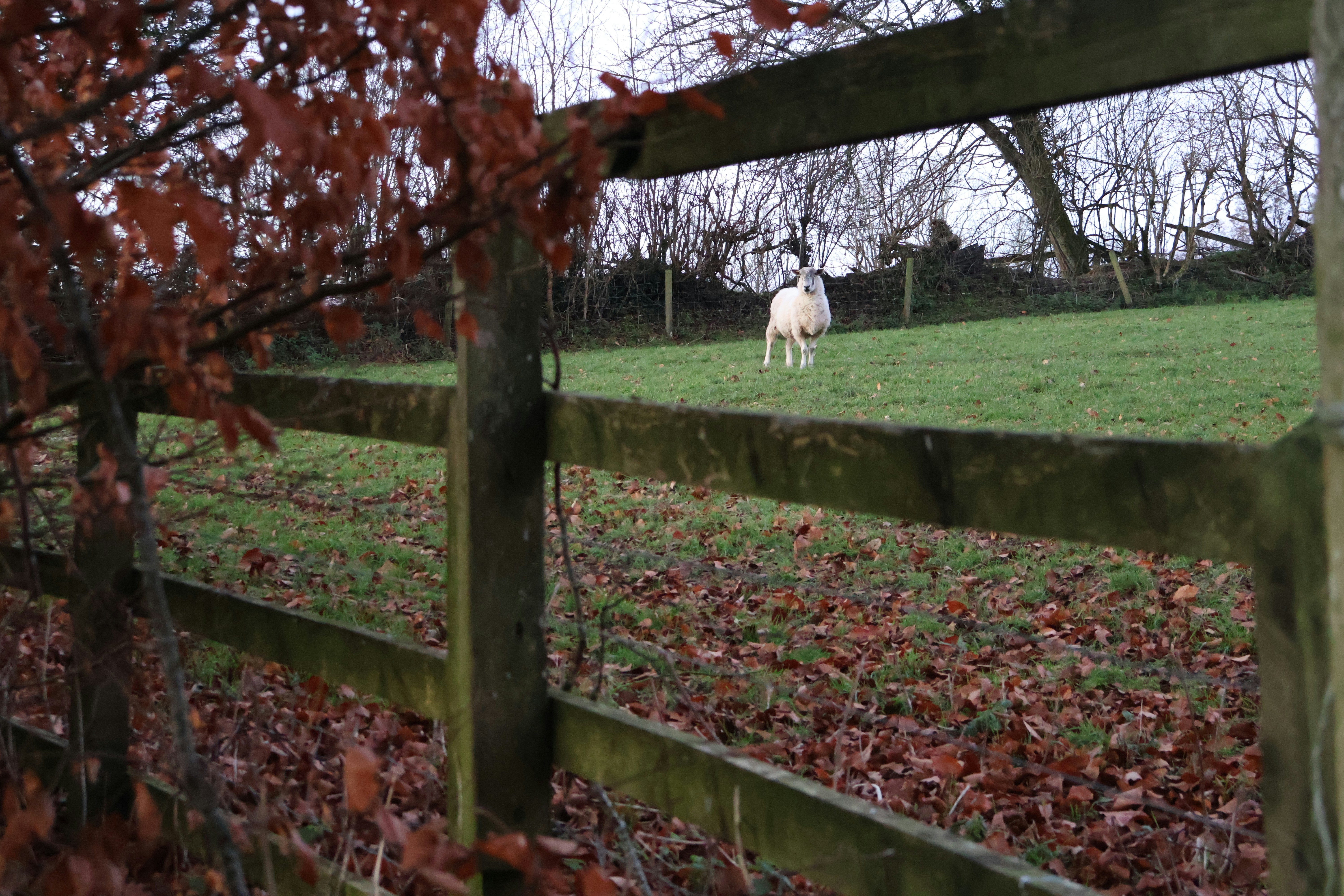 Pastoral Gate: A distant sheep amid a weathered fence