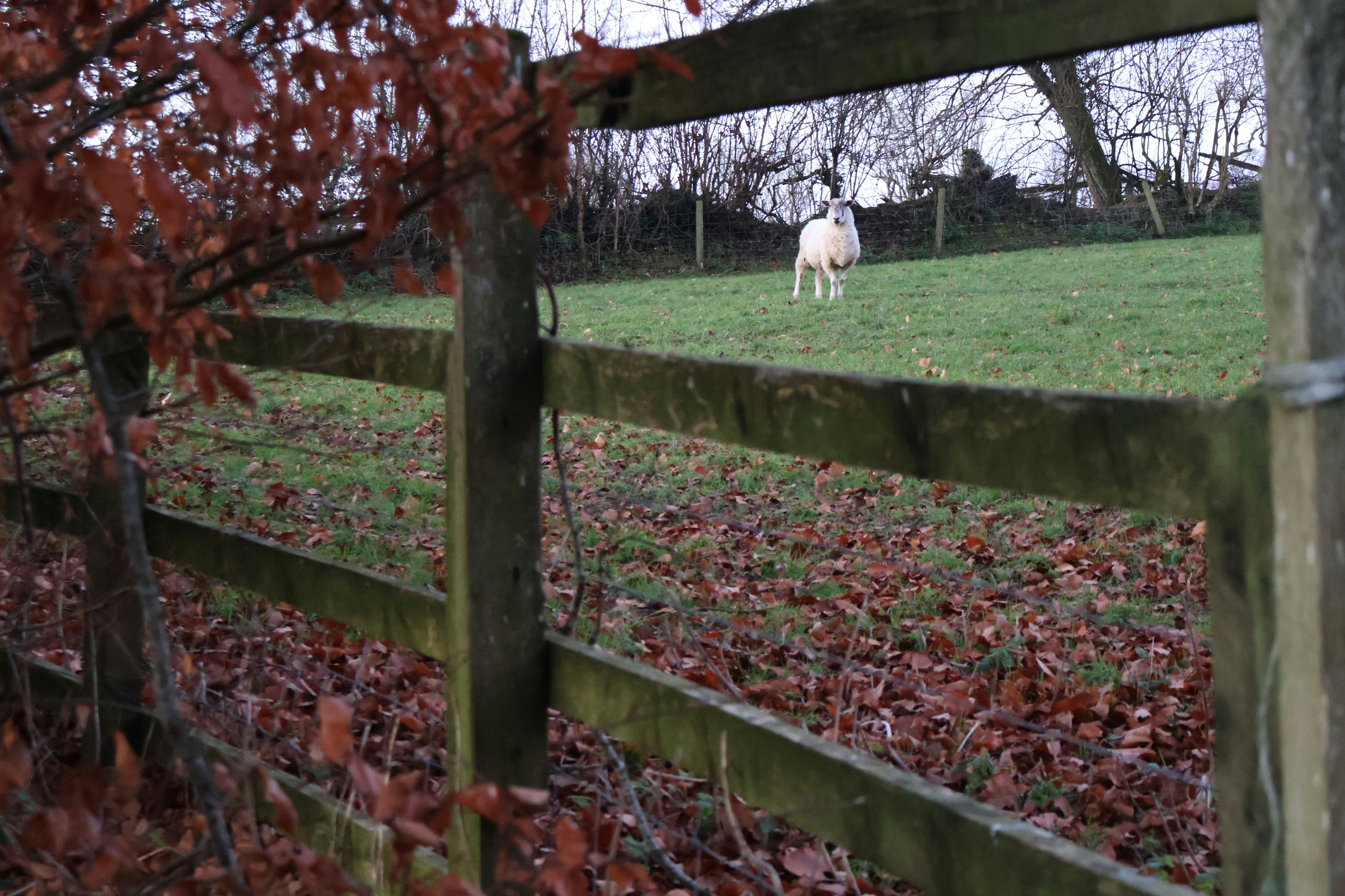 Heron Gatekeeper: A Quiet Flock of Fields Beyond the Fence