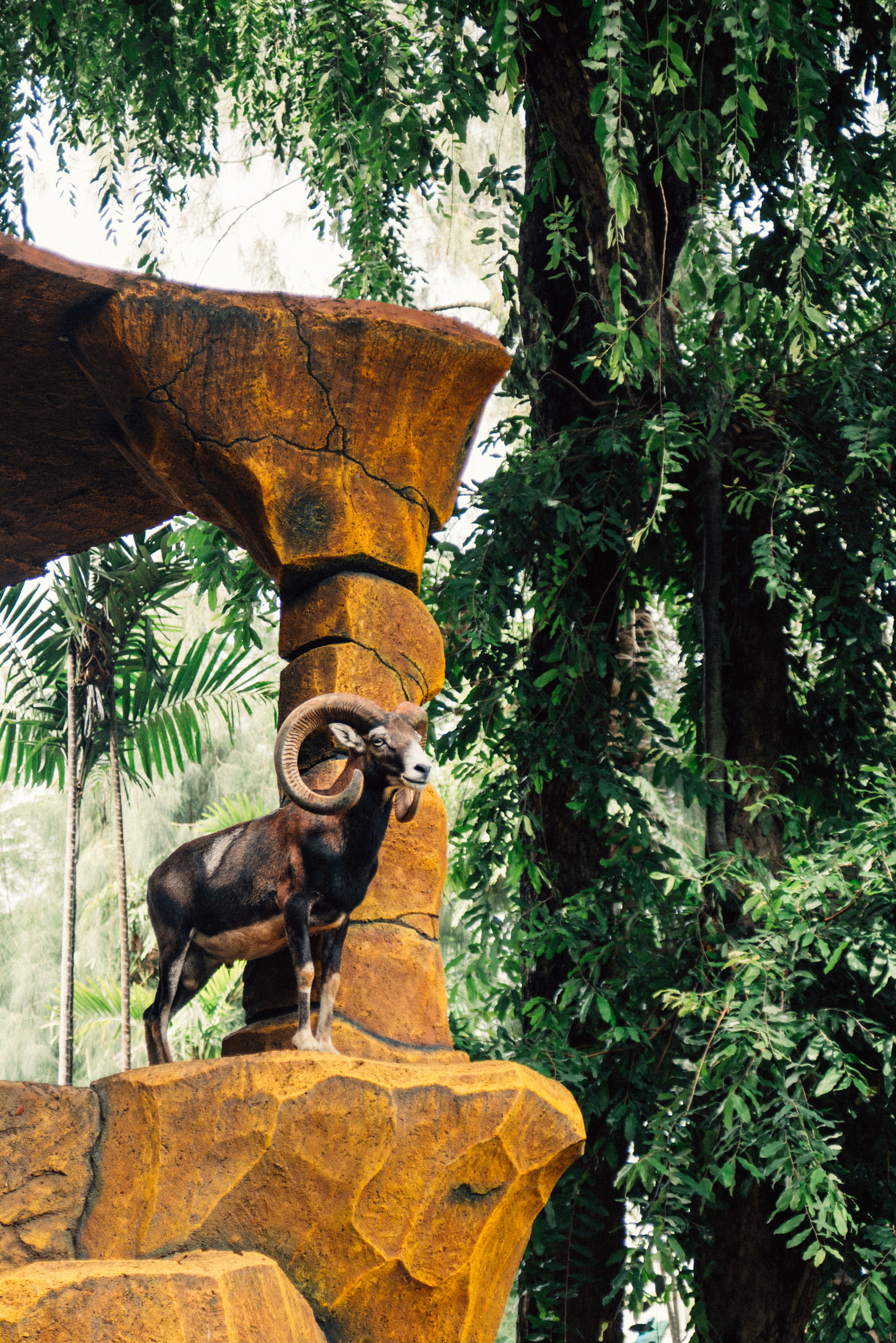 Rams on a sunlit sandstone pedestal amid a lush green backdrop